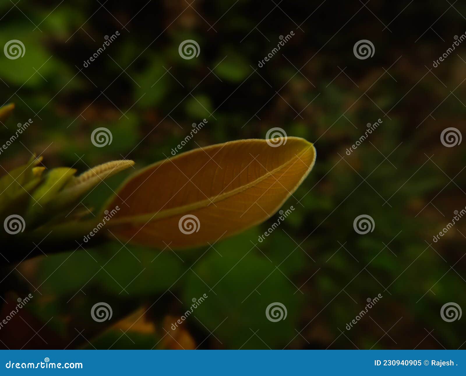 New Leaf Growth of a Plant, Brown Color Leaf Stock Image - Image of ...