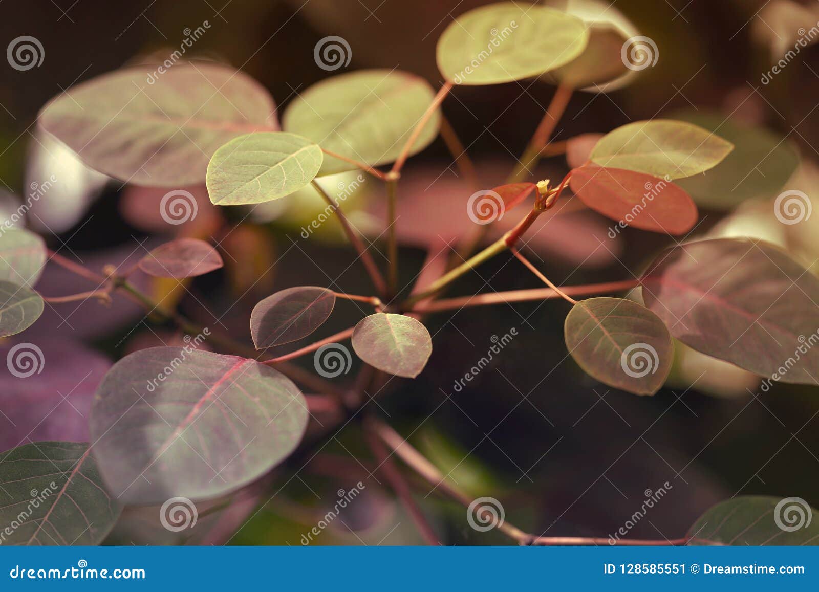New leaf growth in spring. stock image. Image of spring - 128585551
