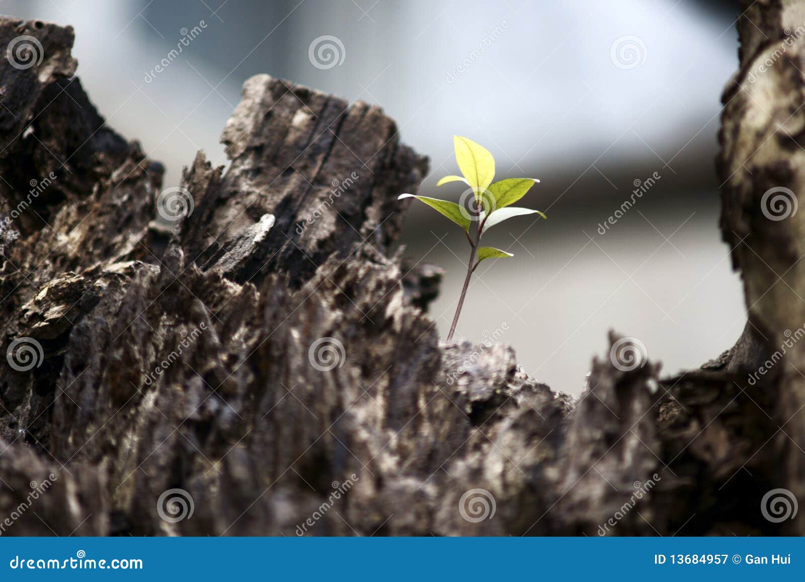 New leaf on an old tree stock image. Image of success - 13684957