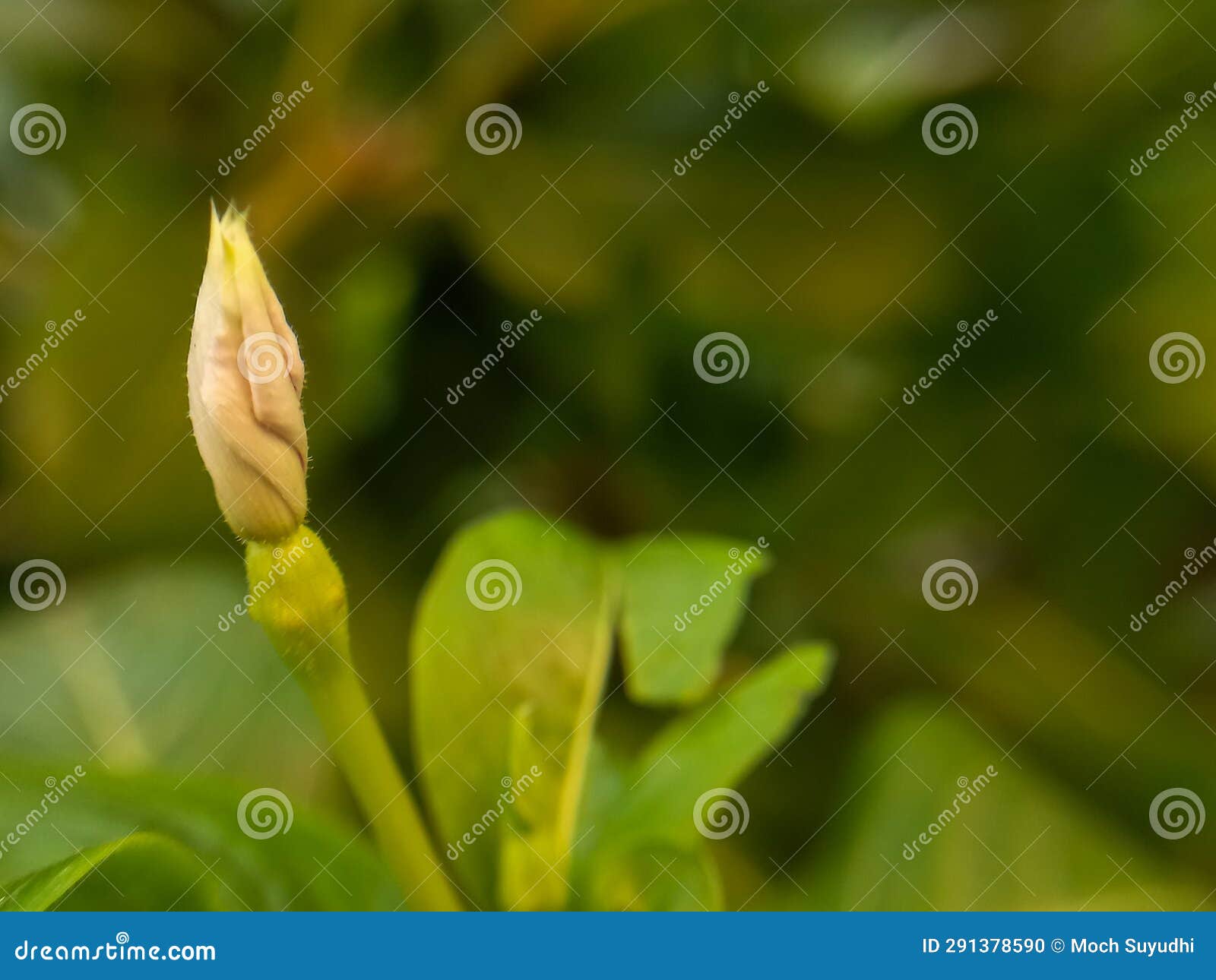 New Leaf Shoots Grow and Will Become Flowers Stock Photo - Image of ...
