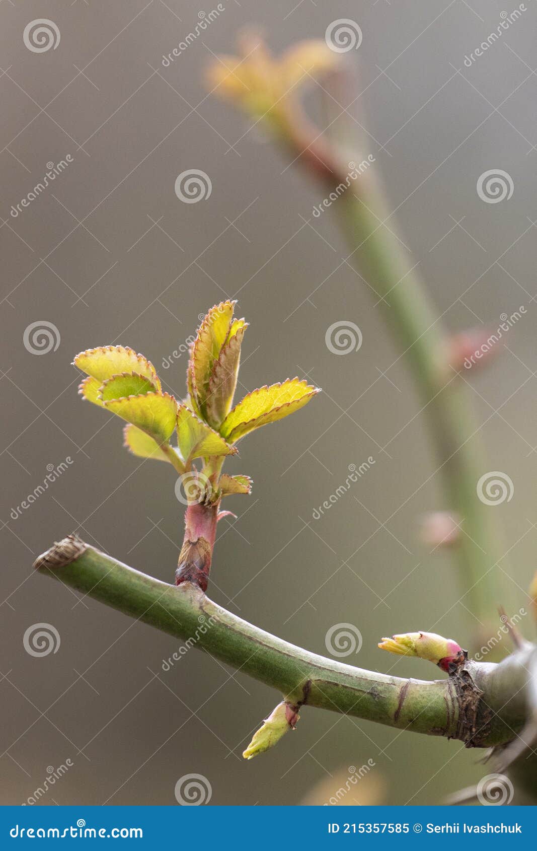 A New Leaf Sprouts on a Rose Bush Stock Image - Image of grow, young ...