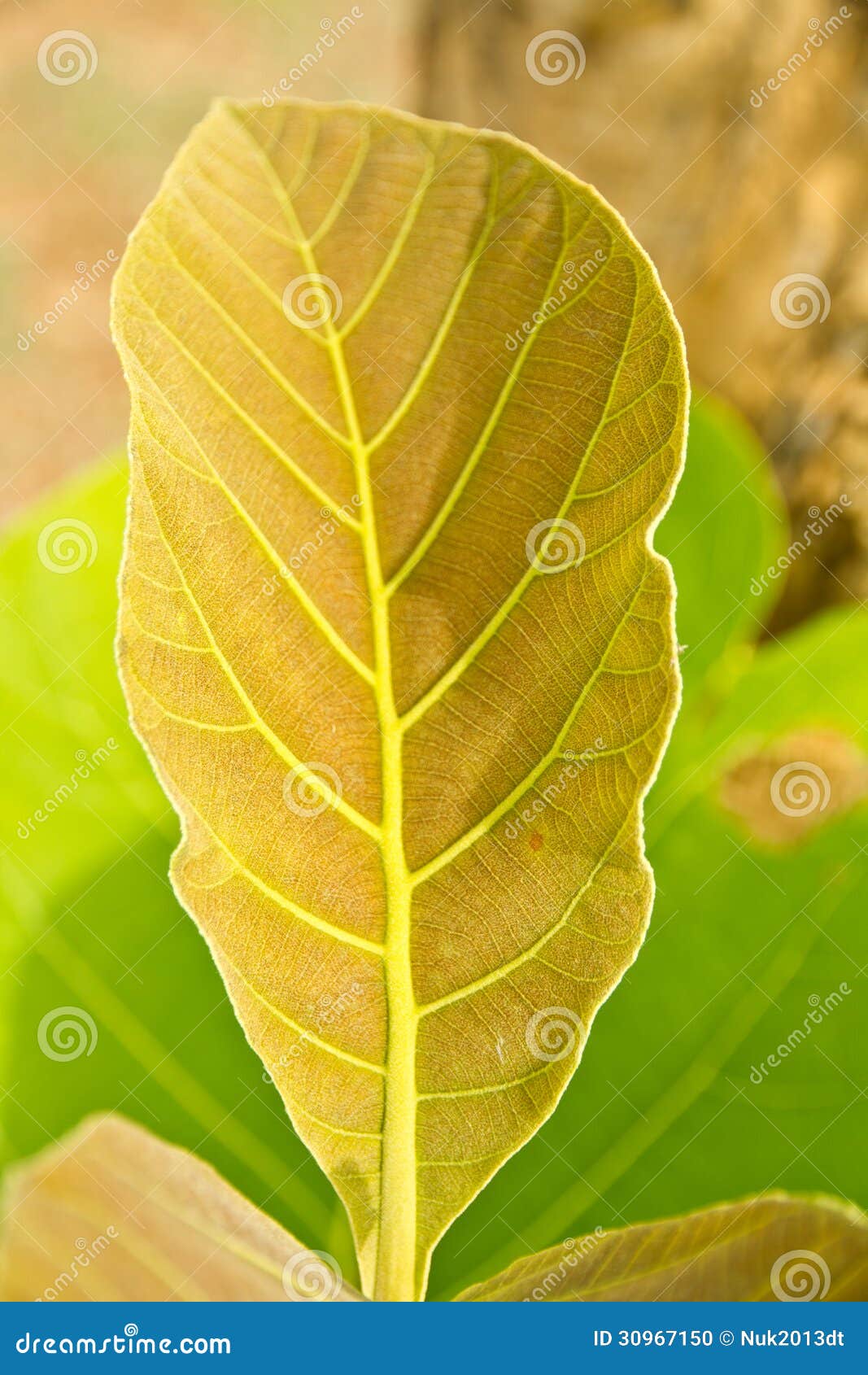 New leaf of Teak. stock photo. Image of close, botany - 30967150