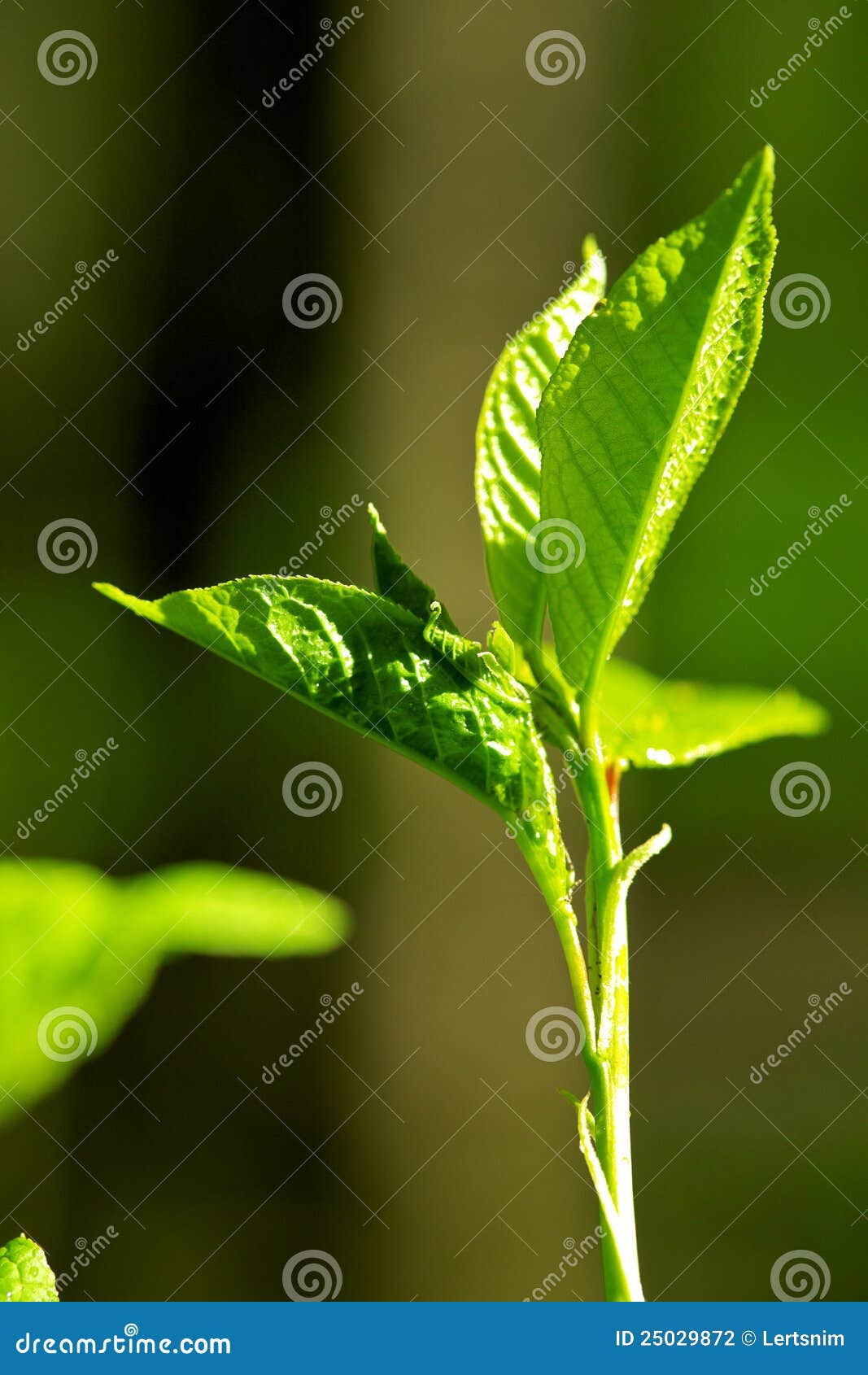 New leaf of the tree stock photo. Image of affectionate - 25029872