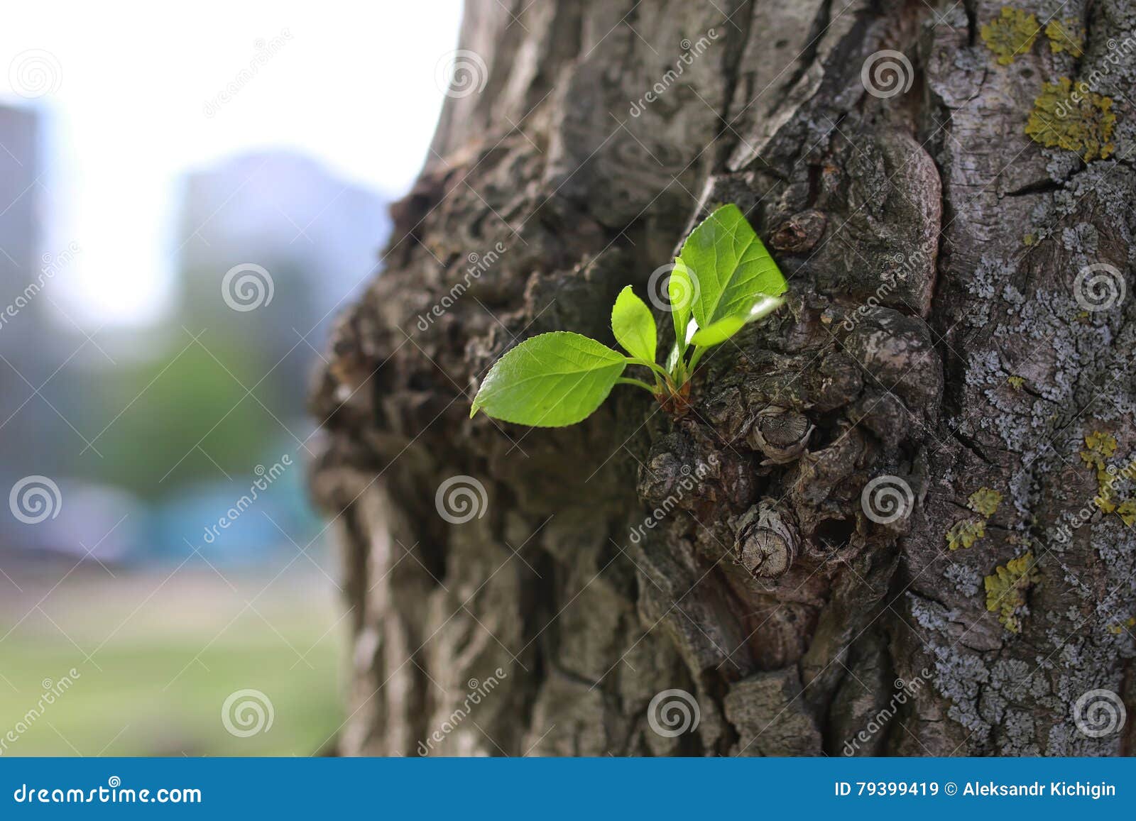 New leaf on tree stock image. Image of leaves, grass - 79399419