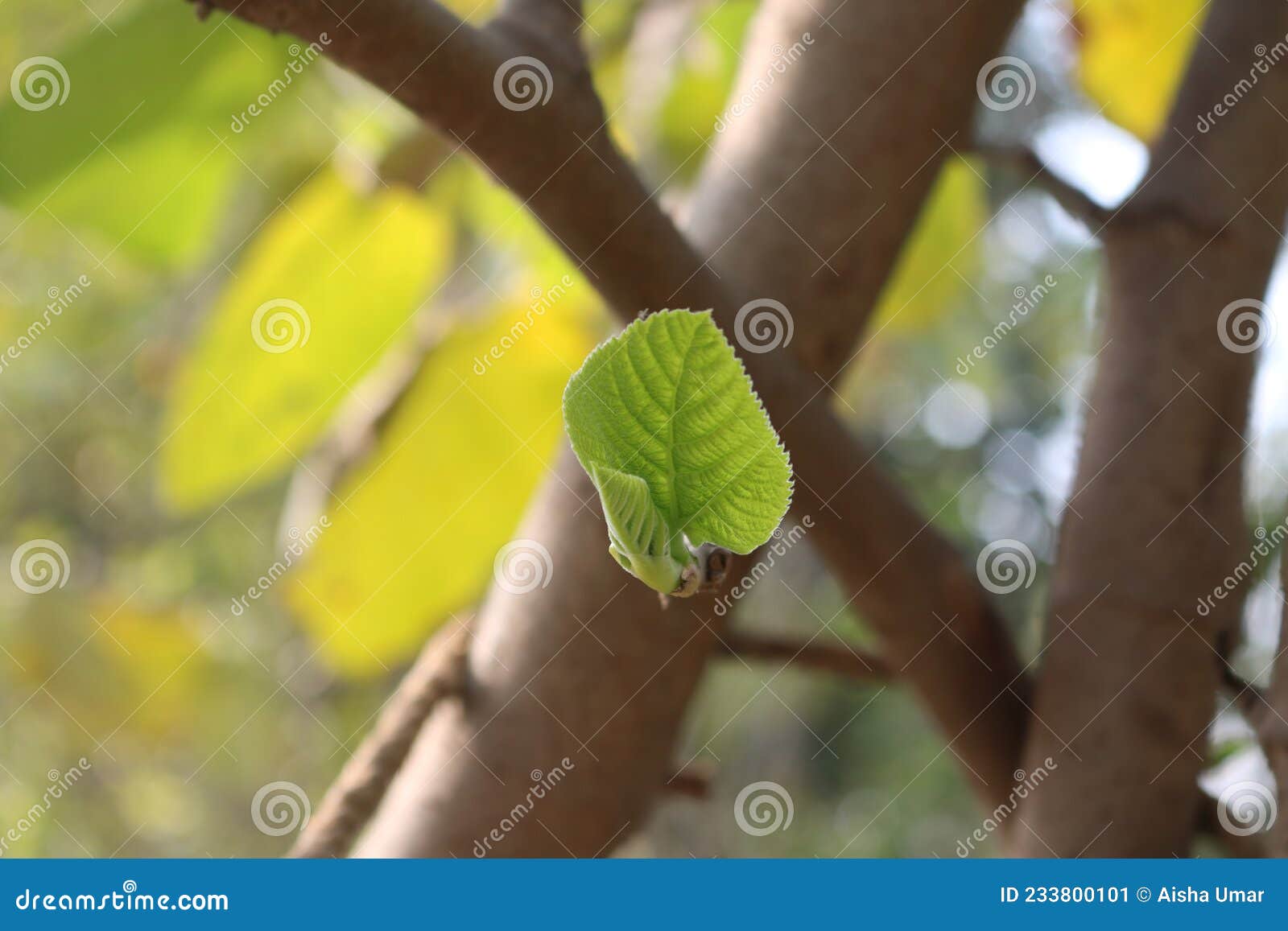 New Leaf on a tree stem stock image. Image of closeup - 233800101