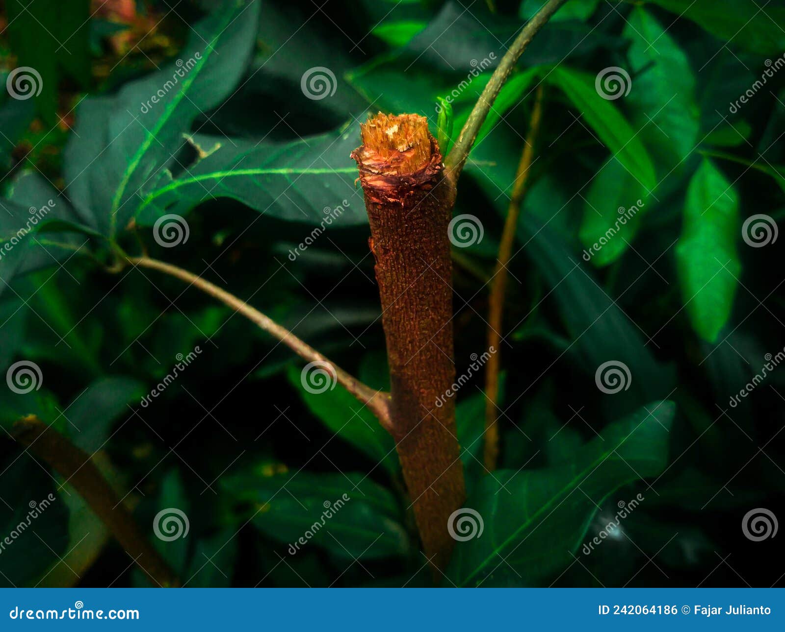 New Leaves that Appear after Pruning the Trunk on the Longan Tree Stock ...