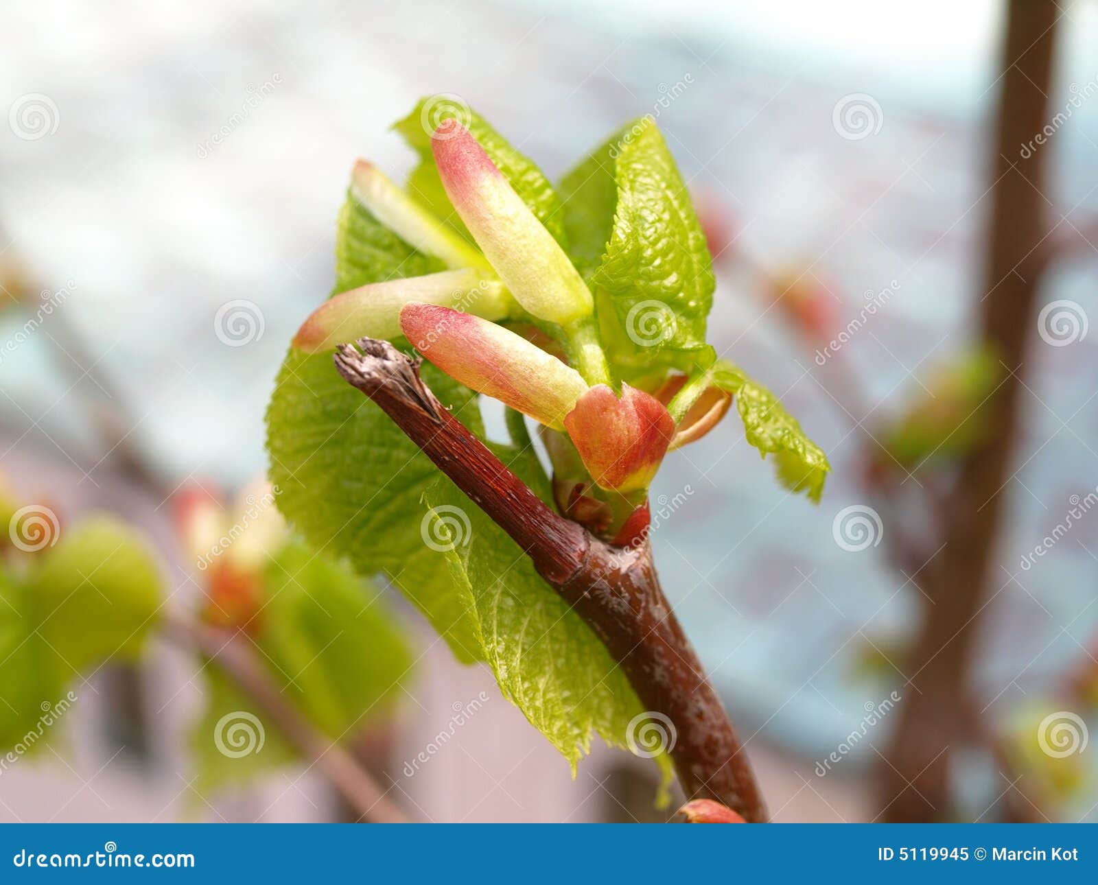 New Leaves and Buds on Tree Stock Image - Image of leaf, vegetation ...