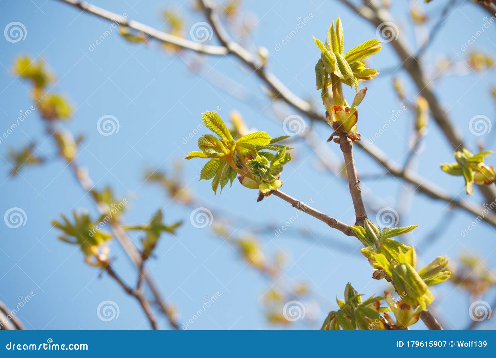 The New Leaves from the Buds on the Trees in Spring Stock Image - Image ...