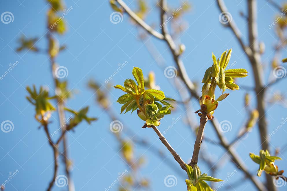 The New Leaves from the Buds on the Trees in Spring Stock Photo - Image ...