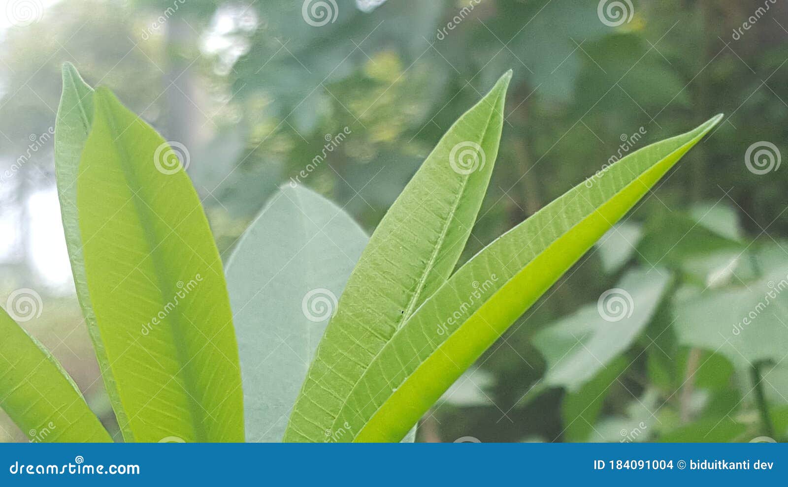 Chatim Tree Stock Photos - Free & Royalty-Free Stock Photos from Dreamstime