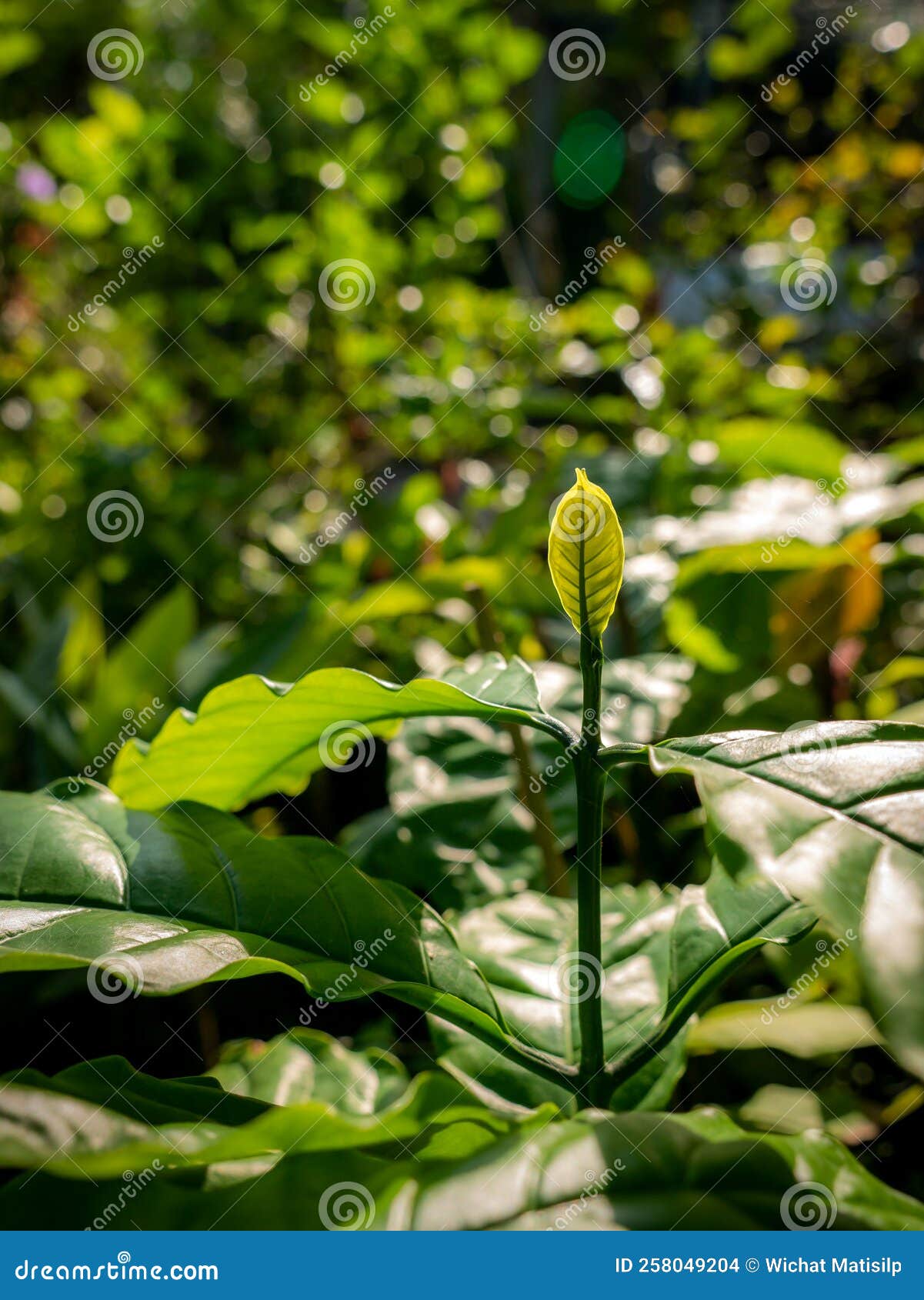 New Leaves of Coffee Tree Growing Stock Photo - Image of arabica ...