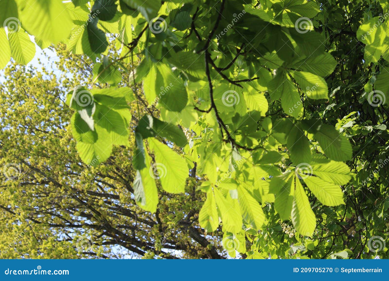 New Leaves Grow on Branches of Trees in Spring Stock Photo - Image of ...
