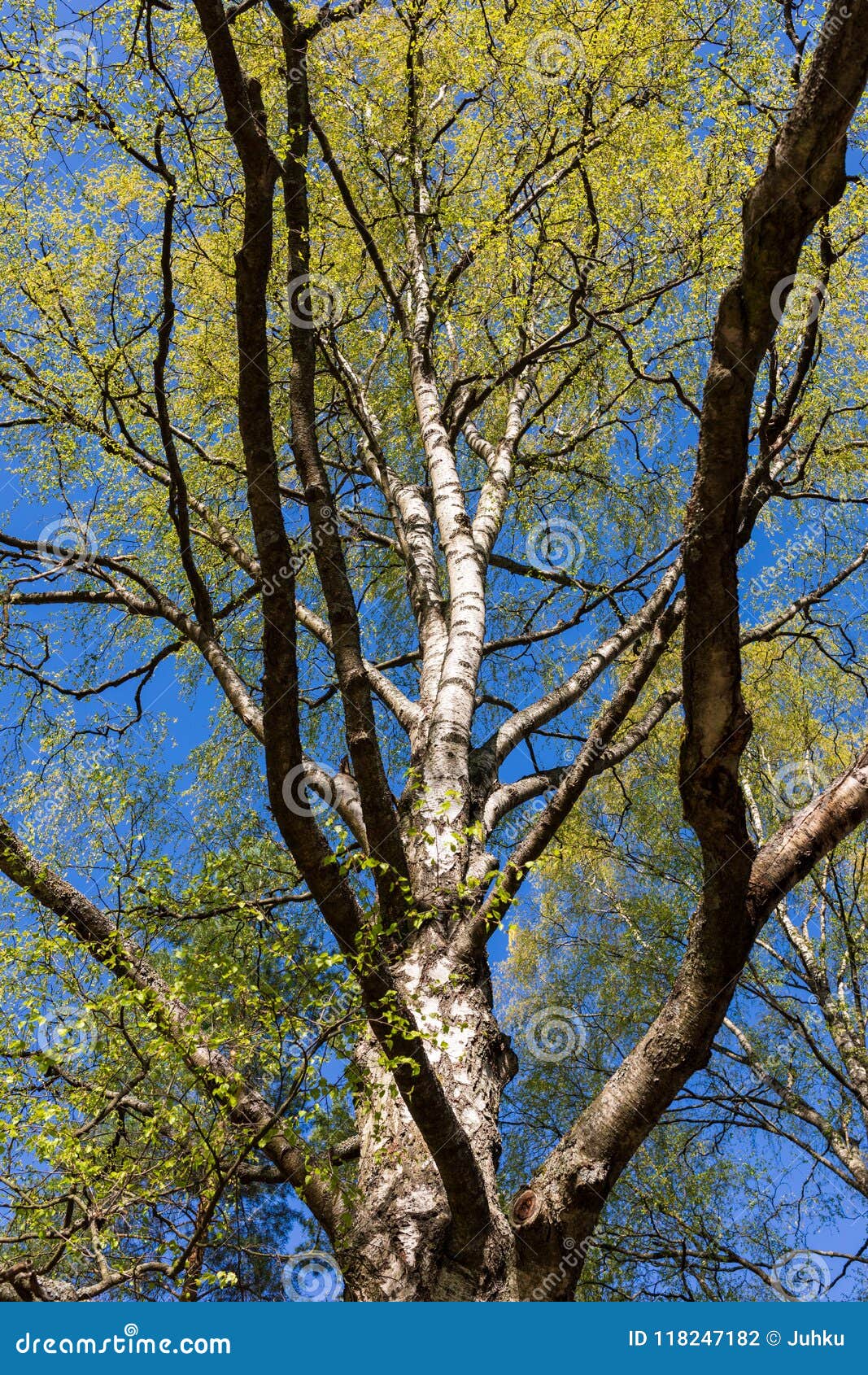 New leaves growing in tree stock photo. Image of treetop - 118247182