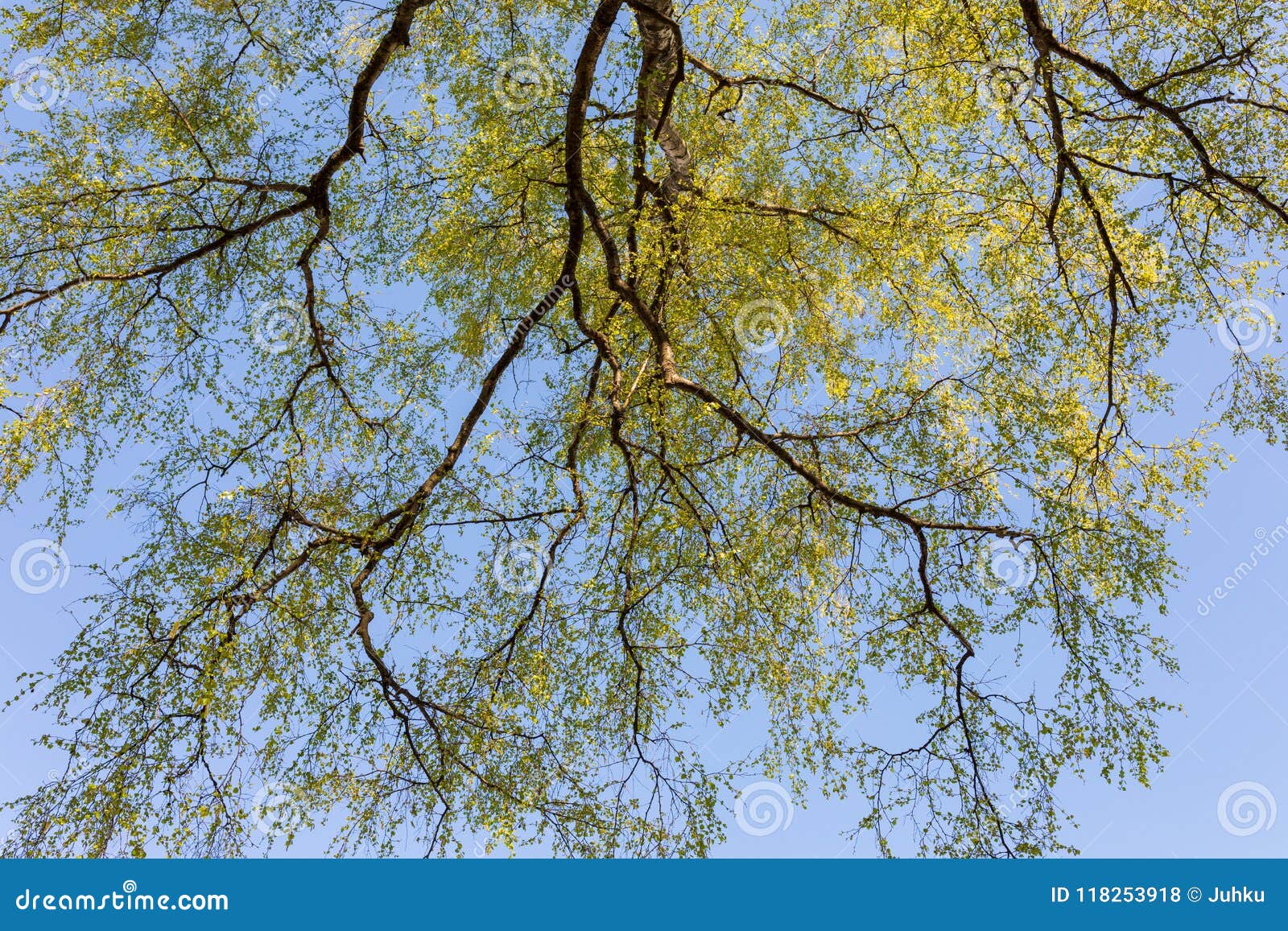 New leaves growing in tree stock photo. Image of nature - 118253918