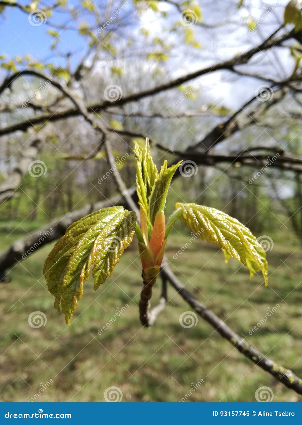 New leaves of hazel tree stock image. Image of forest - 93157745