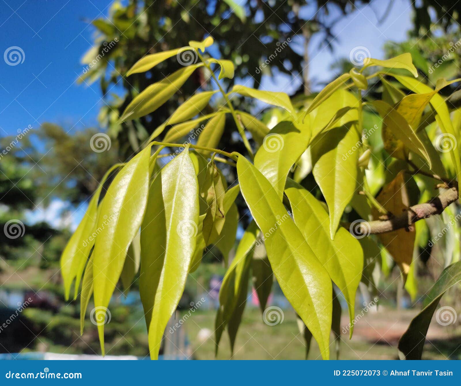 New leaves of Litchi tree stock image. Image of trees - 225072073
