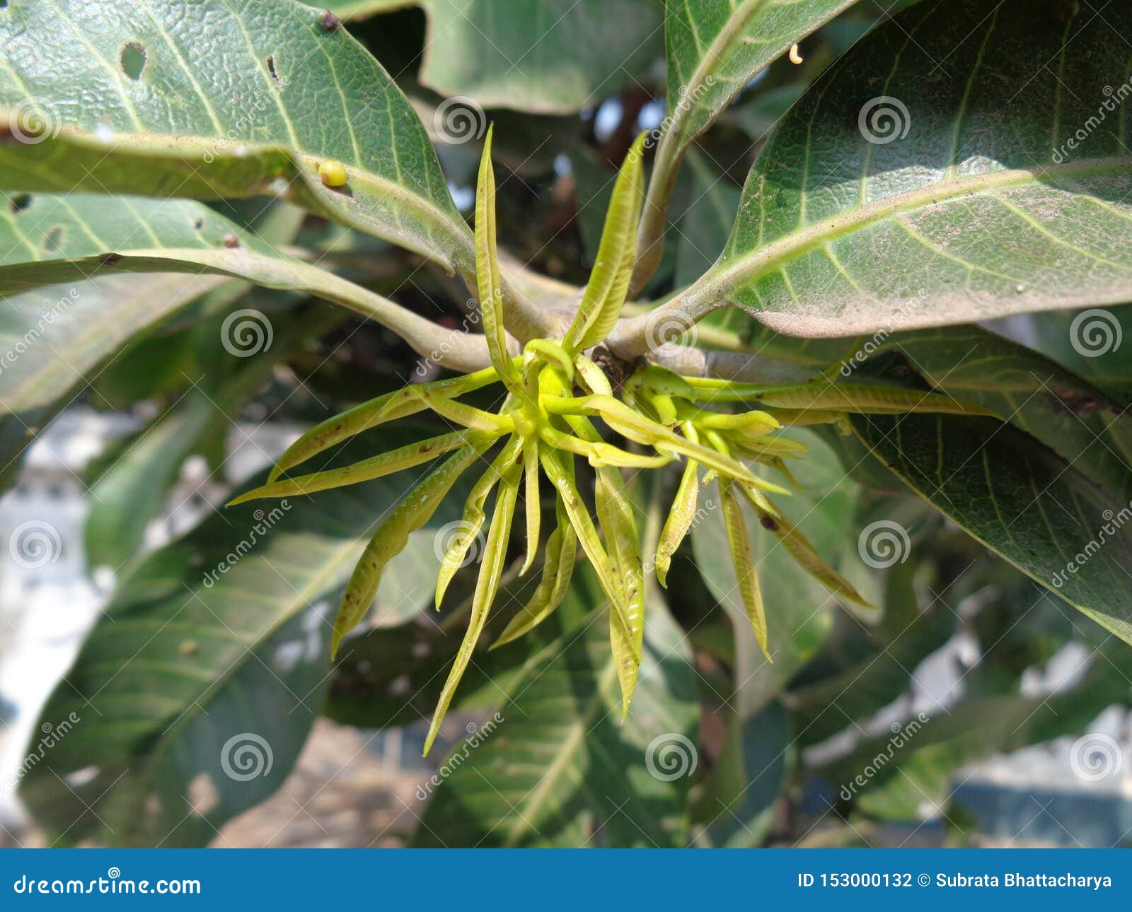 Mango tree in forest stock photo. Image of tropical - 153000132