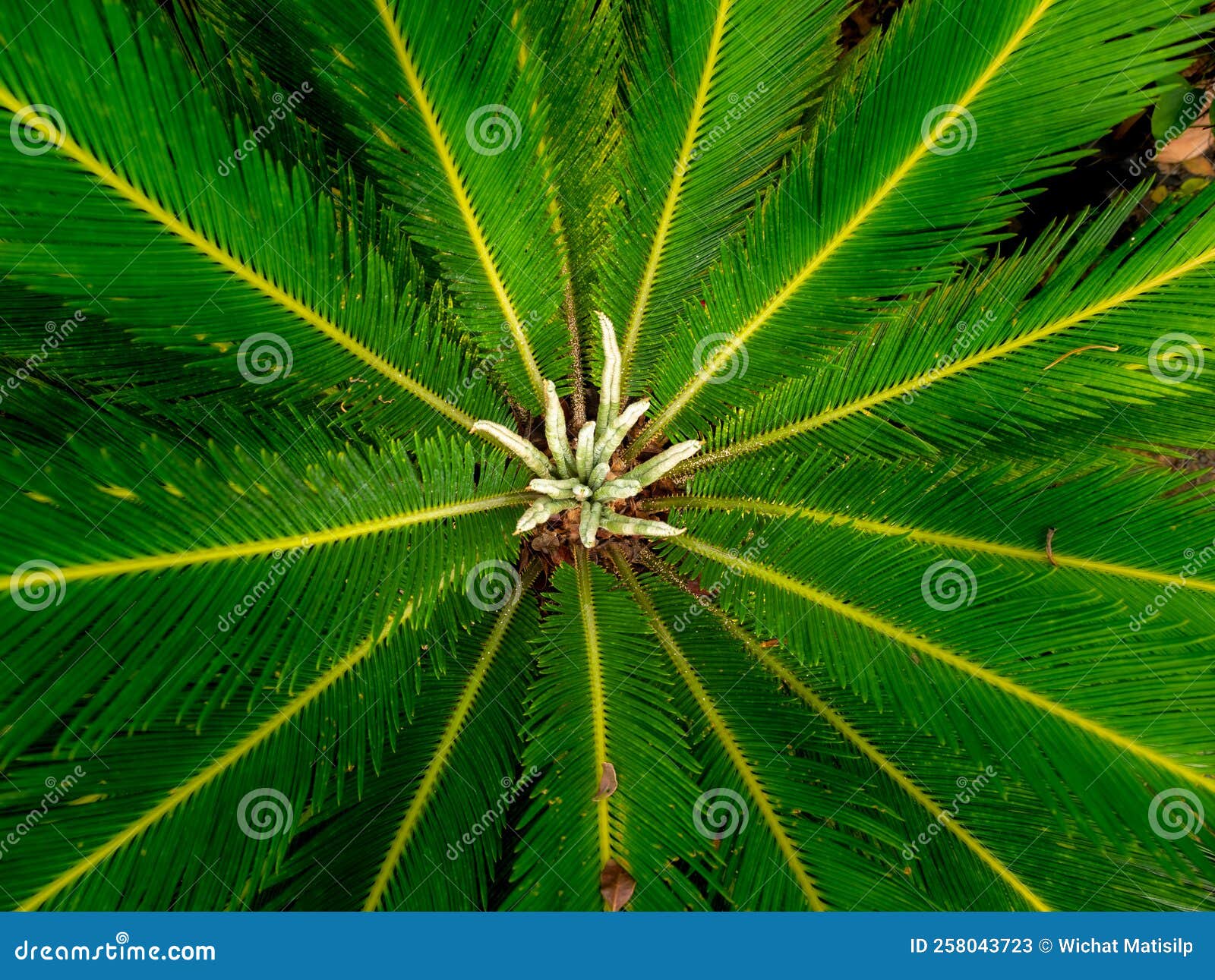 New Leaves of Sago Palm Growing Stock Image - Image of forest, garden ...