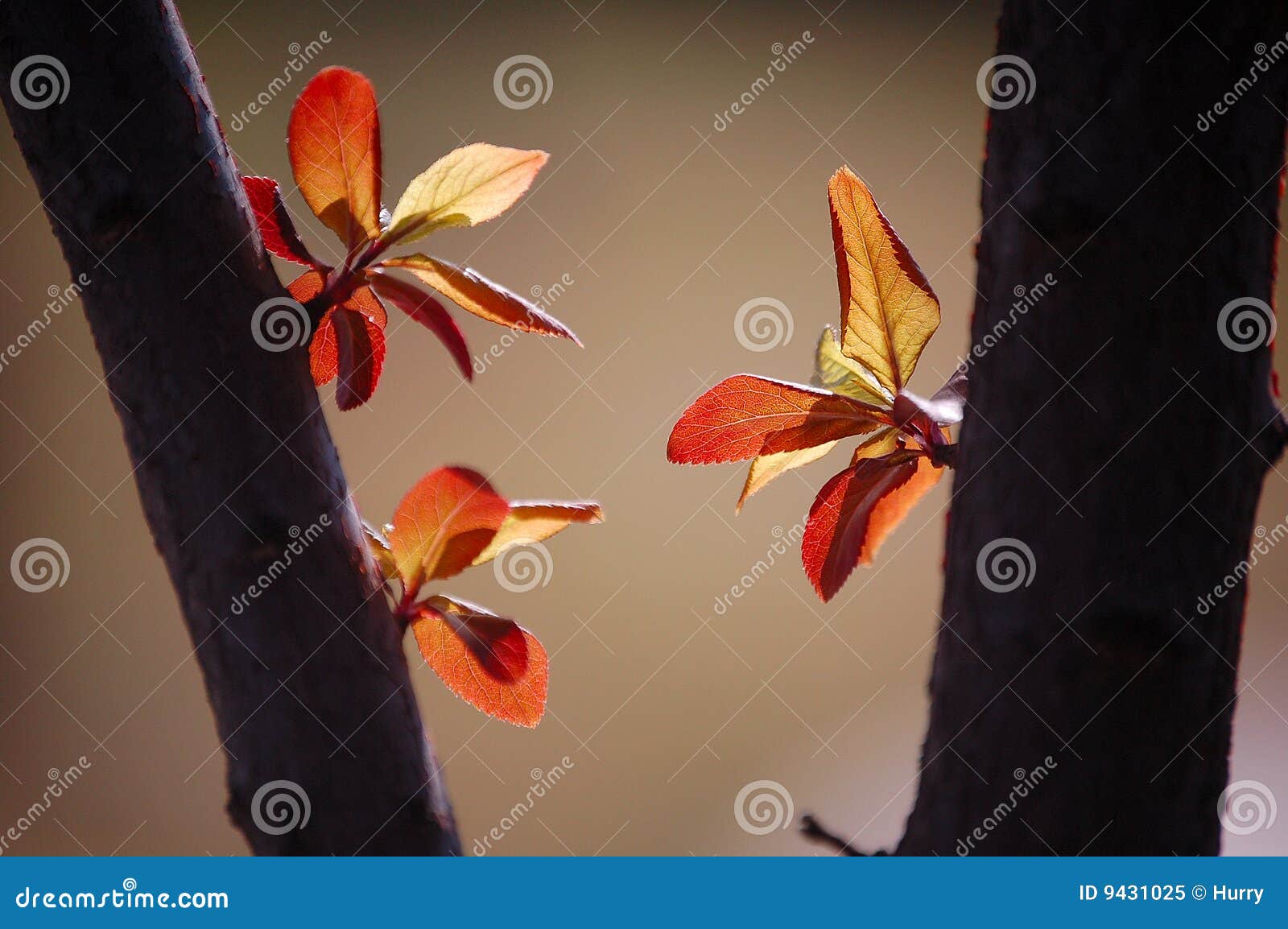 New leaves in spring stock image. Image of yellow, sunshine - 9431025