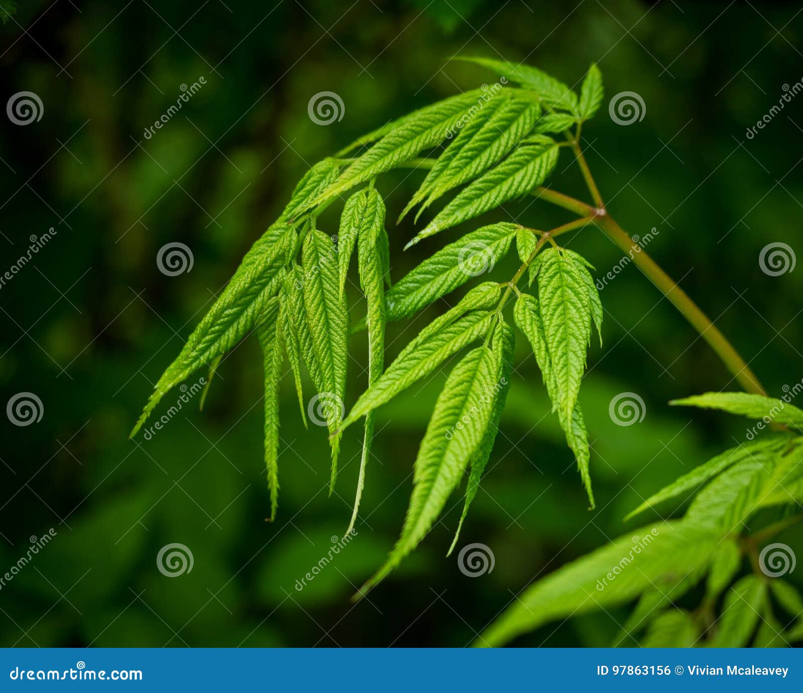 New leaves in spring stock photo. Image of unfurling - 97863156