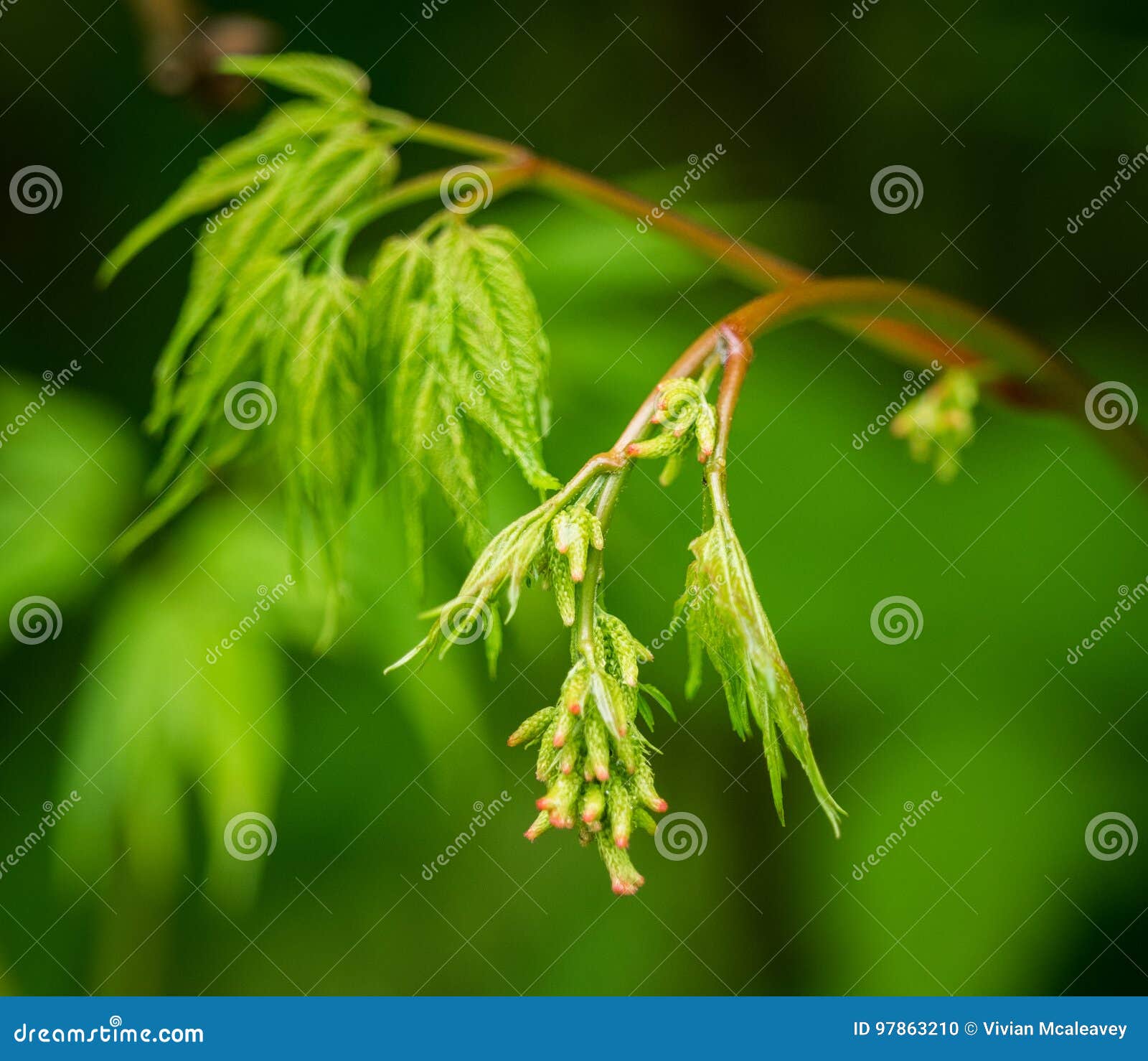 New leaves in spring stock photo. Image of branch, plant - 97863210