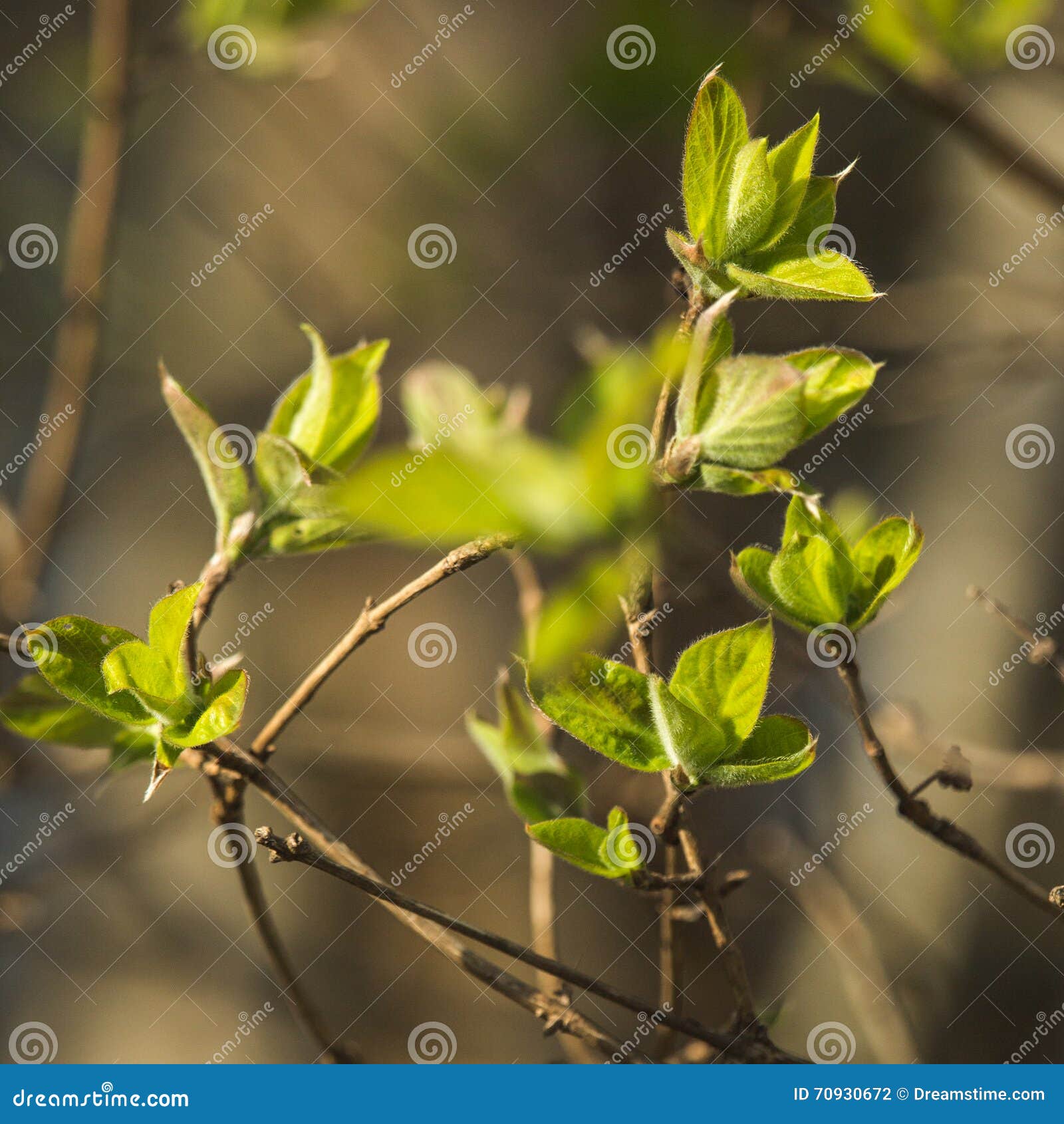 New leaves in spring stock photo. Image of nature, bloom - 70930672