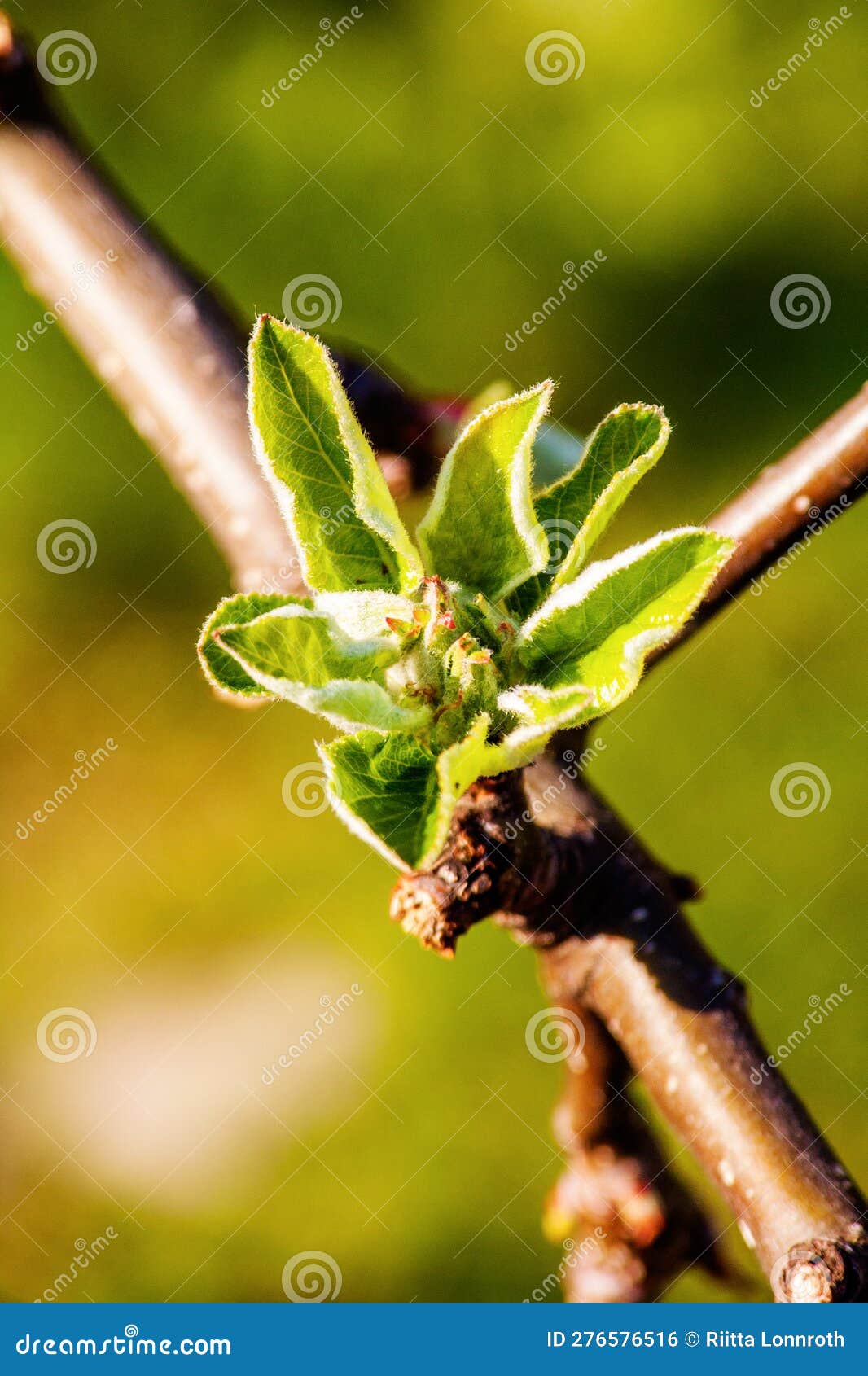 New Leaves in the Spring on the Tree Branch Stock Photo - Image of tree ...