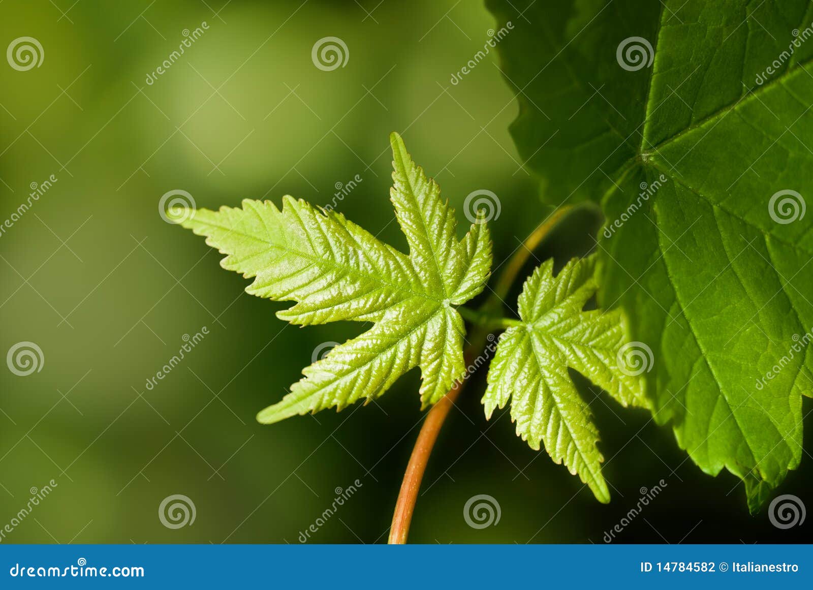 New Leaves Sprout in Spring Stock Photo - Image of early, branch: 14784582