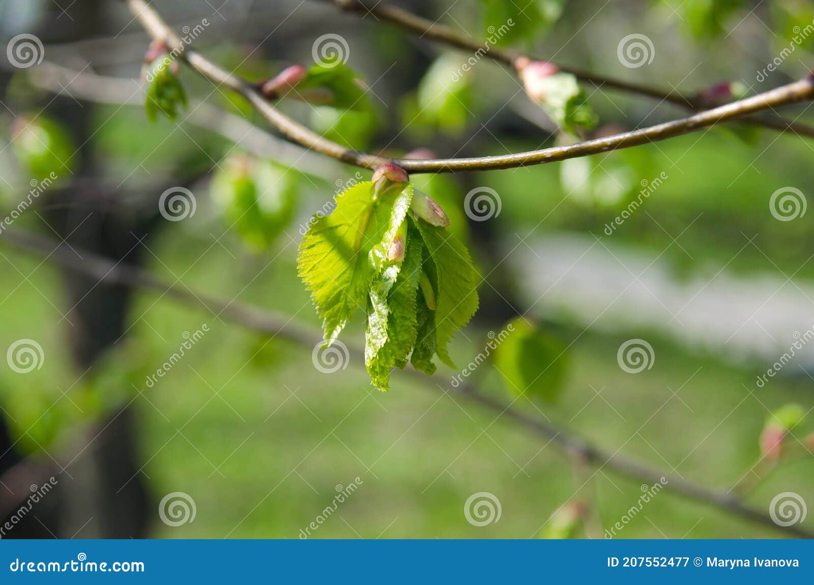 New Leaves Sprouting on a Tree Branch Stock Image - Image of leaves ...