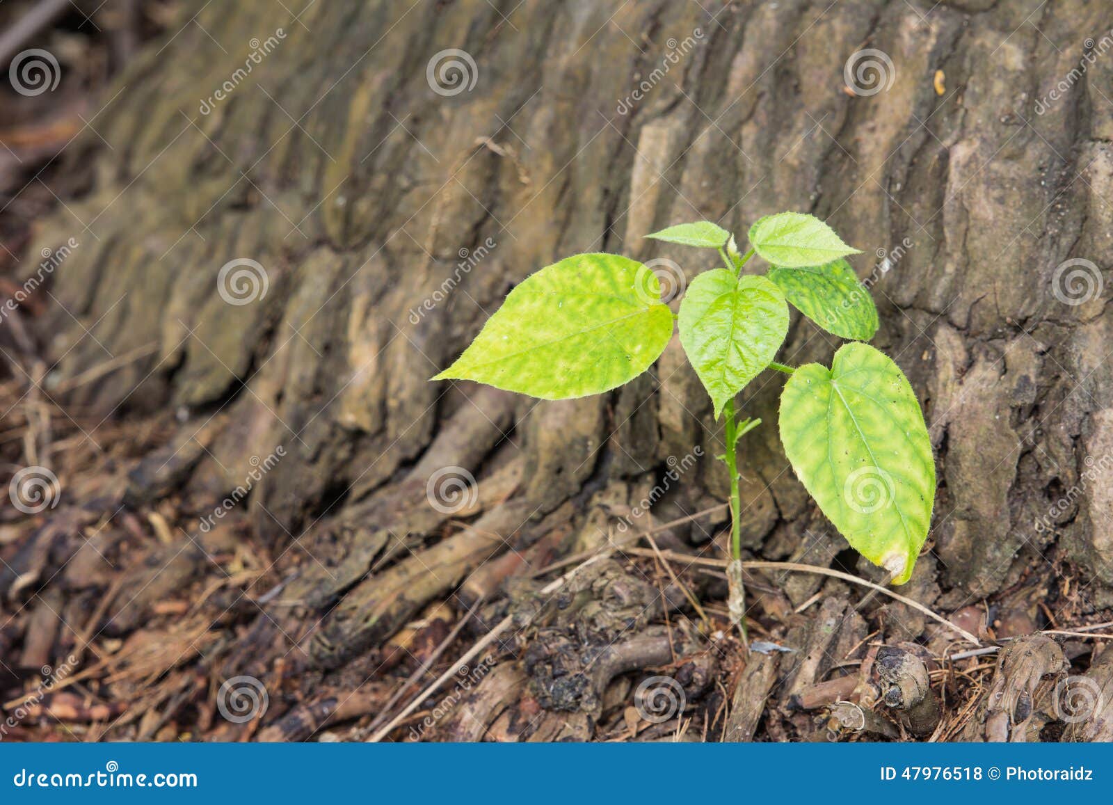 New Leaves Sprouting from the Trunk Stock Photo - Image of planet ...
