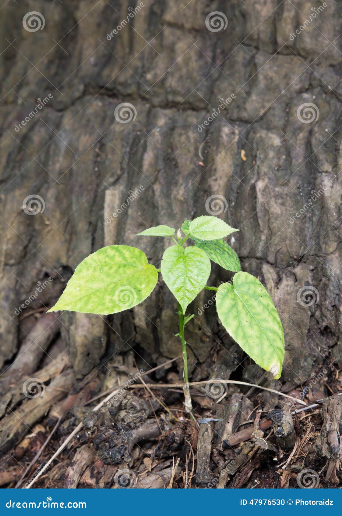 New Leaves Sprouting from the Trunk Stock Photo - Image of forest ...