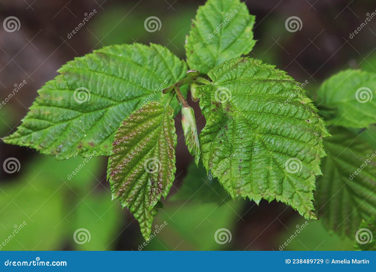 New Leaves Sprouting on a Wild Hazelnut Tree Stock Image - Image of ...