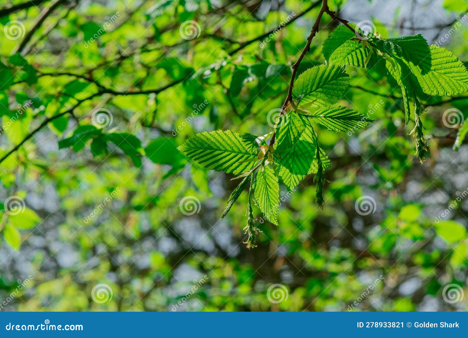 New Leaves on Tree Branch. Close-up Stock Image - Image of border, rose ...