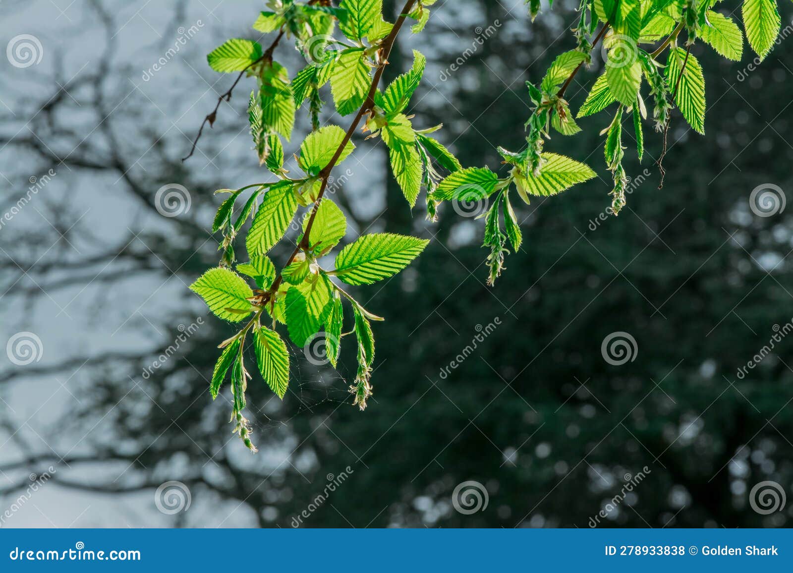 New Leaves on Tree Branch. Close-up Stock Photo - Image of celebration ...