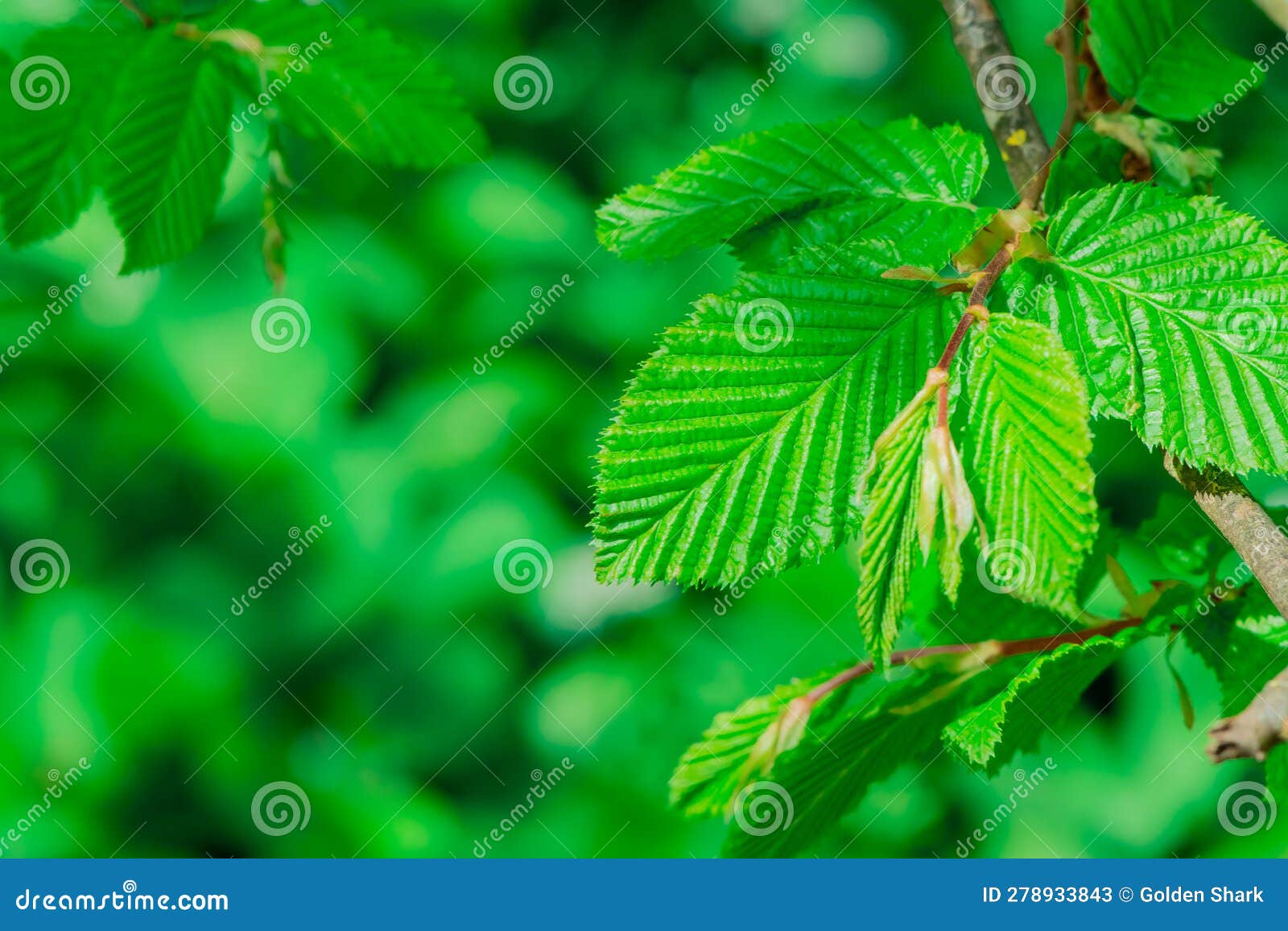 New Leaves on Tree Branch. Close-up Stock Image - Image of beauty, rose ...