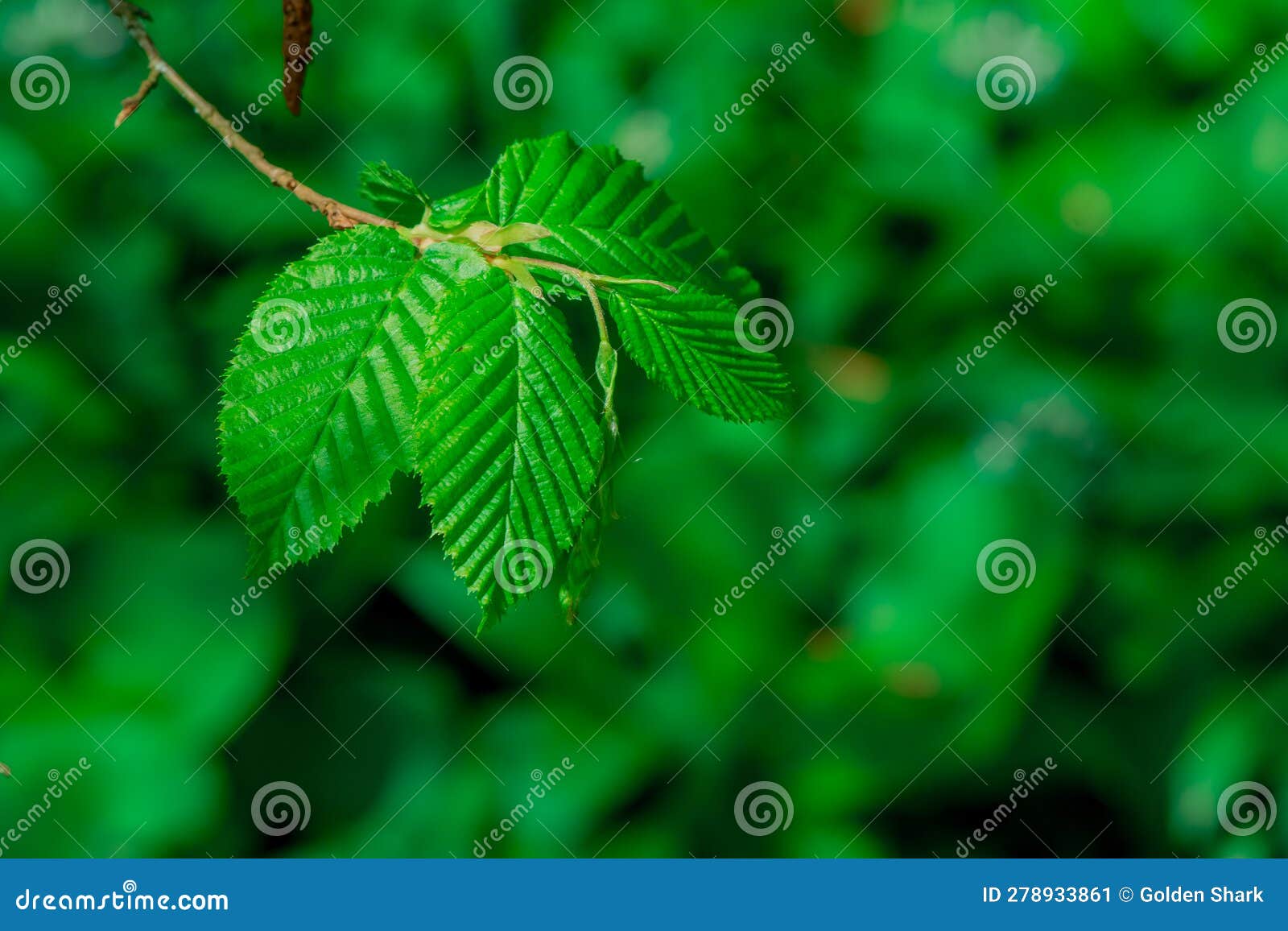New Leaves on Tree Branch. Close-up Stock Image - Image of blossoms ...