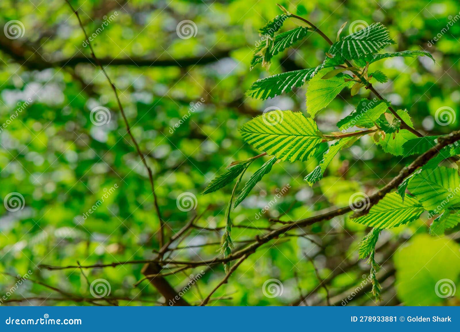 New Leaves on Tree Branch. Close-up Stock Image - Image of flowers ...