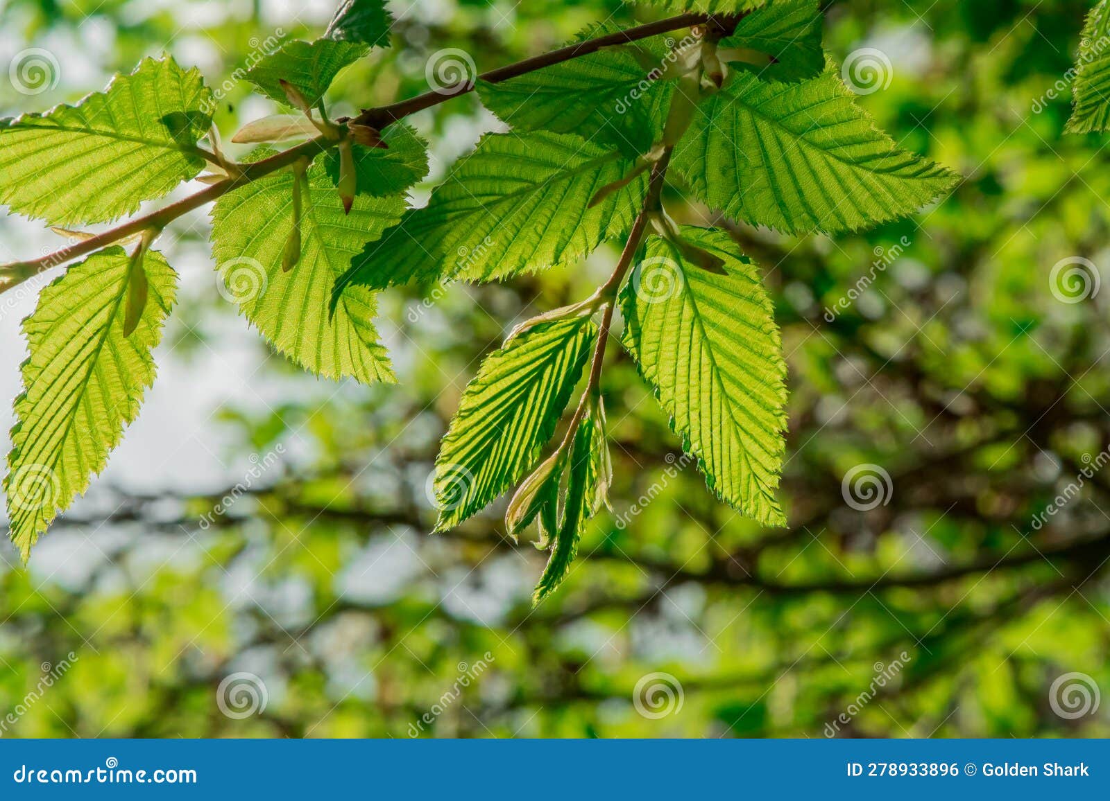New Leaves on Tree Branch. Close-up Stock Photo - Image of gift, nature ...