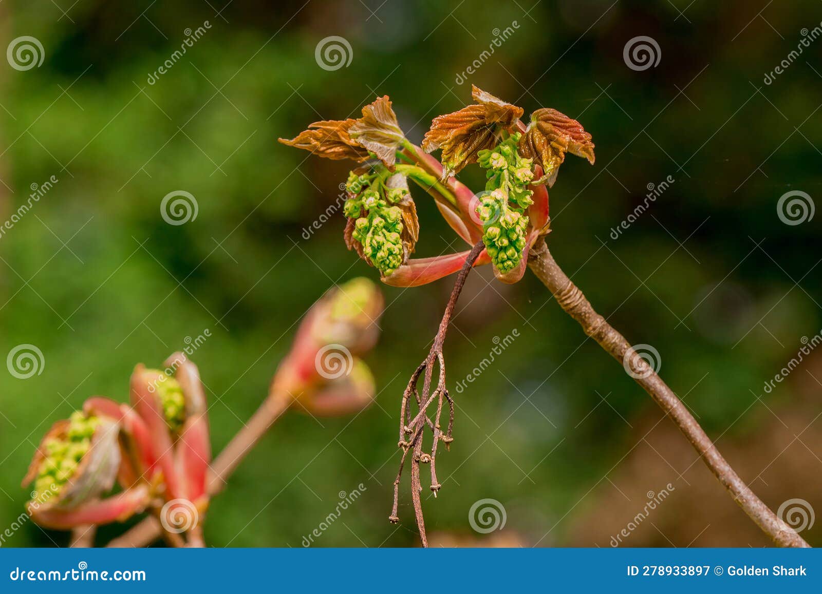New Leaves on Tree Branch. Close-up Stock Image - Image of blue, leaf ...