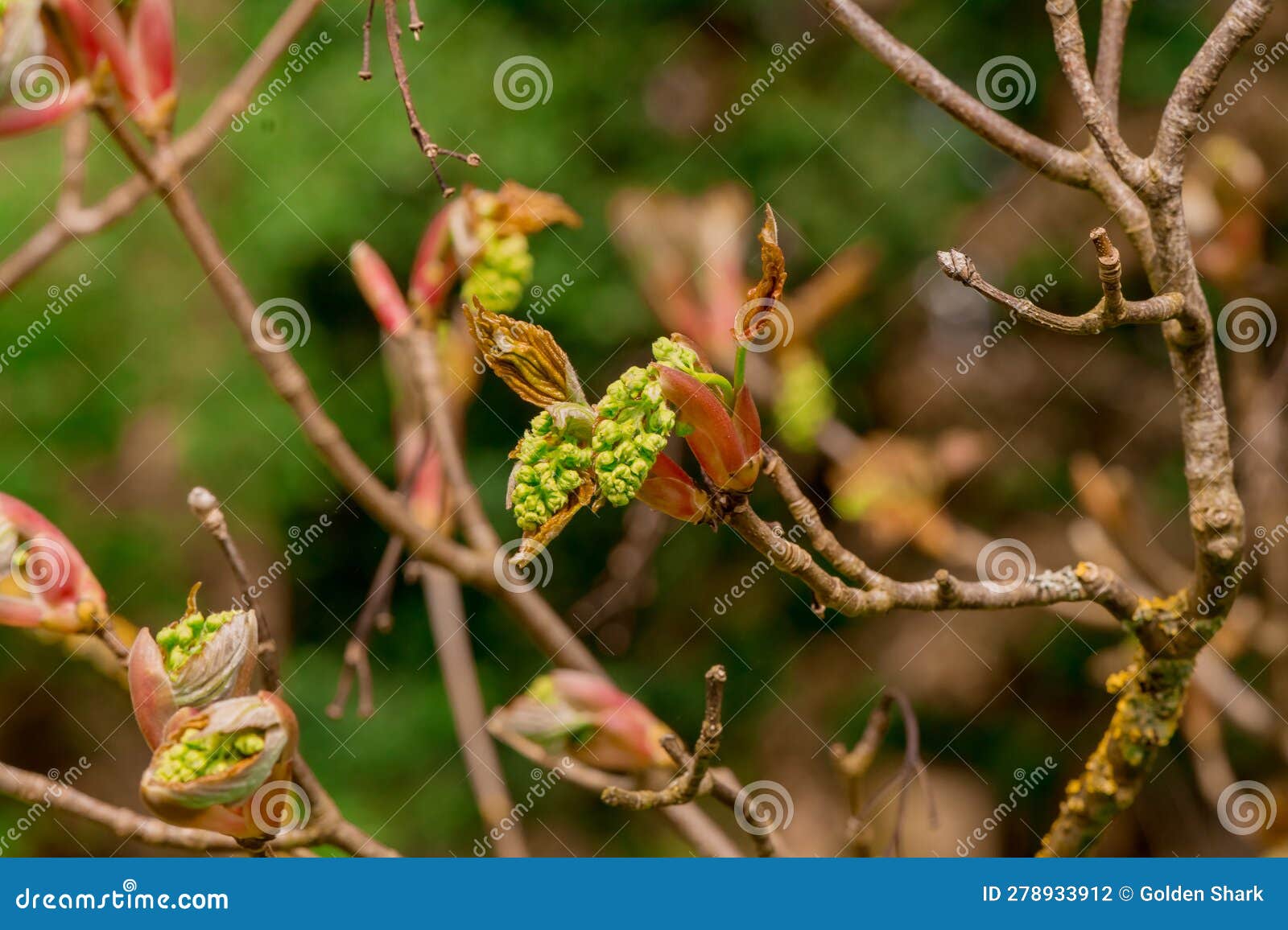 New Leaves on Tree Branch. Close-up Stock Photo - Image of macro ...