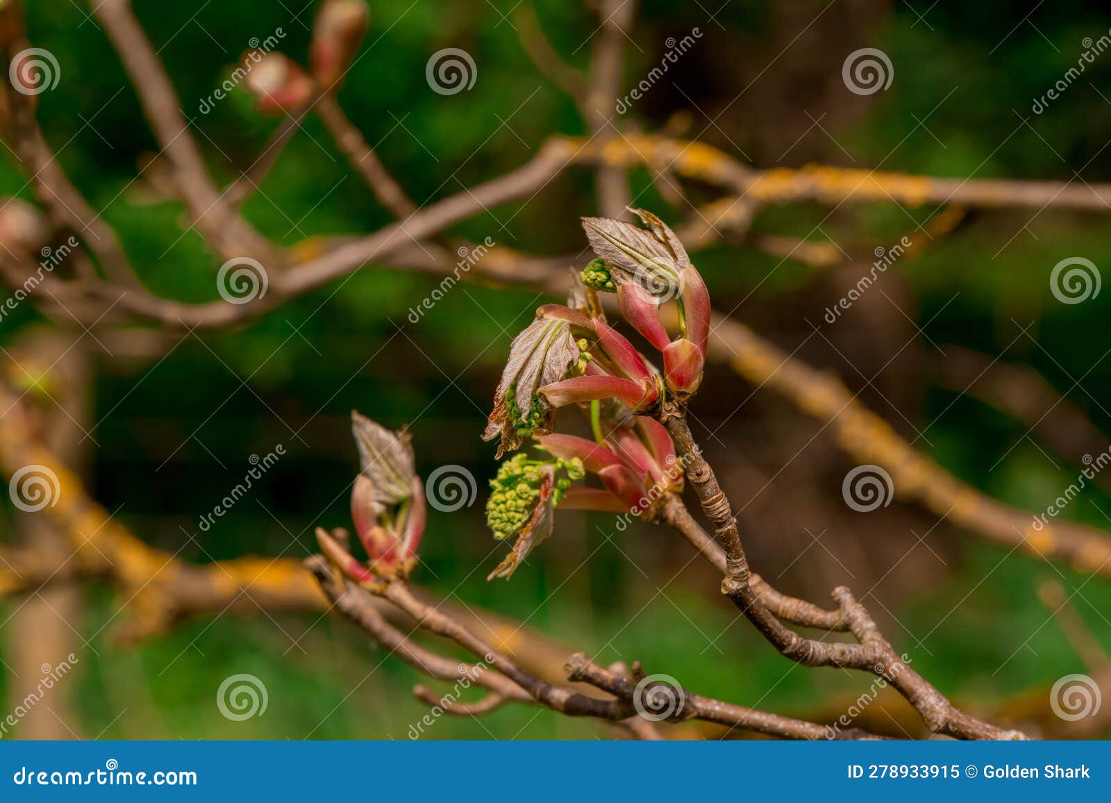 New Leaves on Tree Branch. Close-up Stock Image - Image of background ...