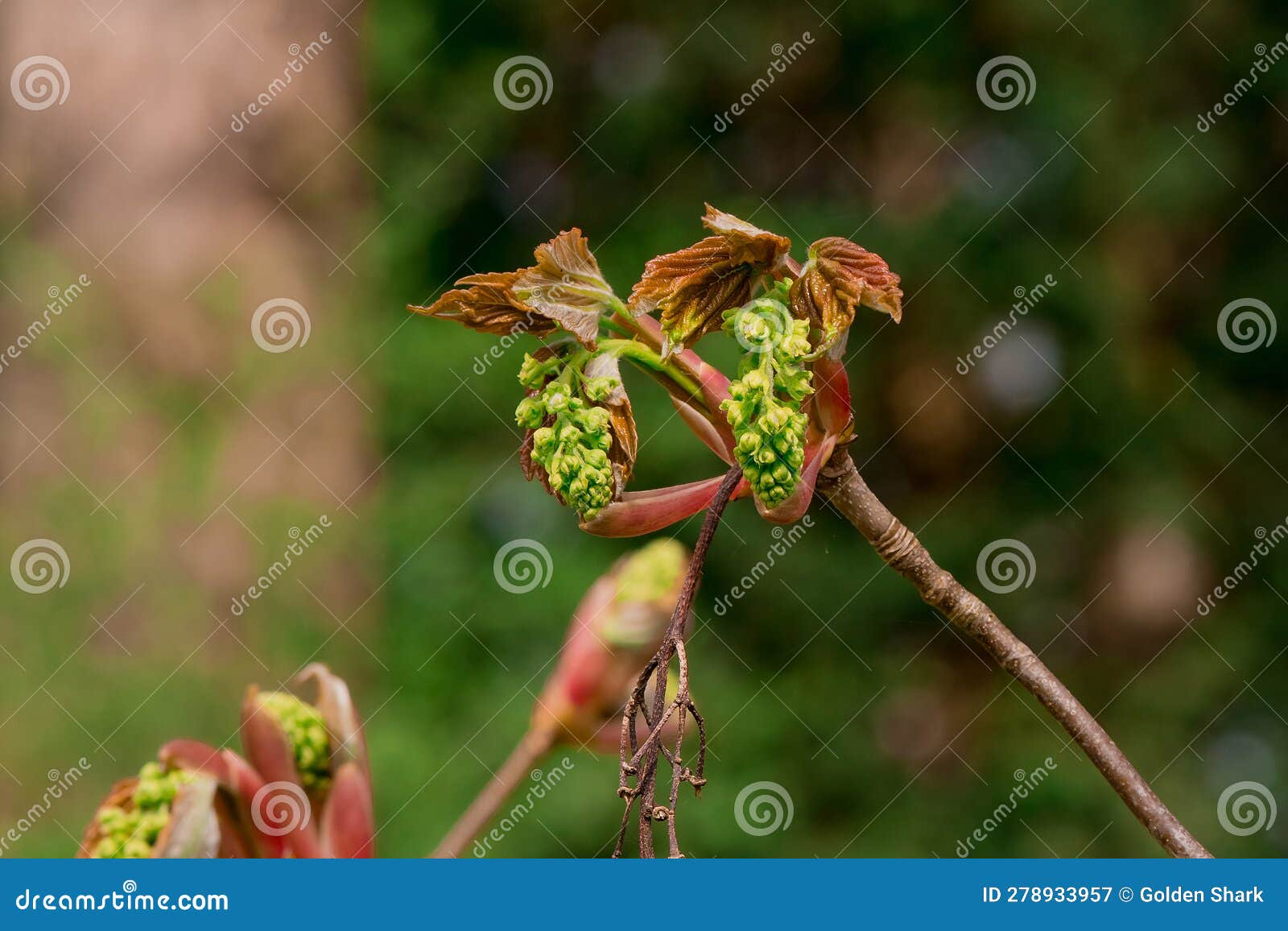 New Leaves on Tree Branch. Close-up Stock Image - Image of blue ...