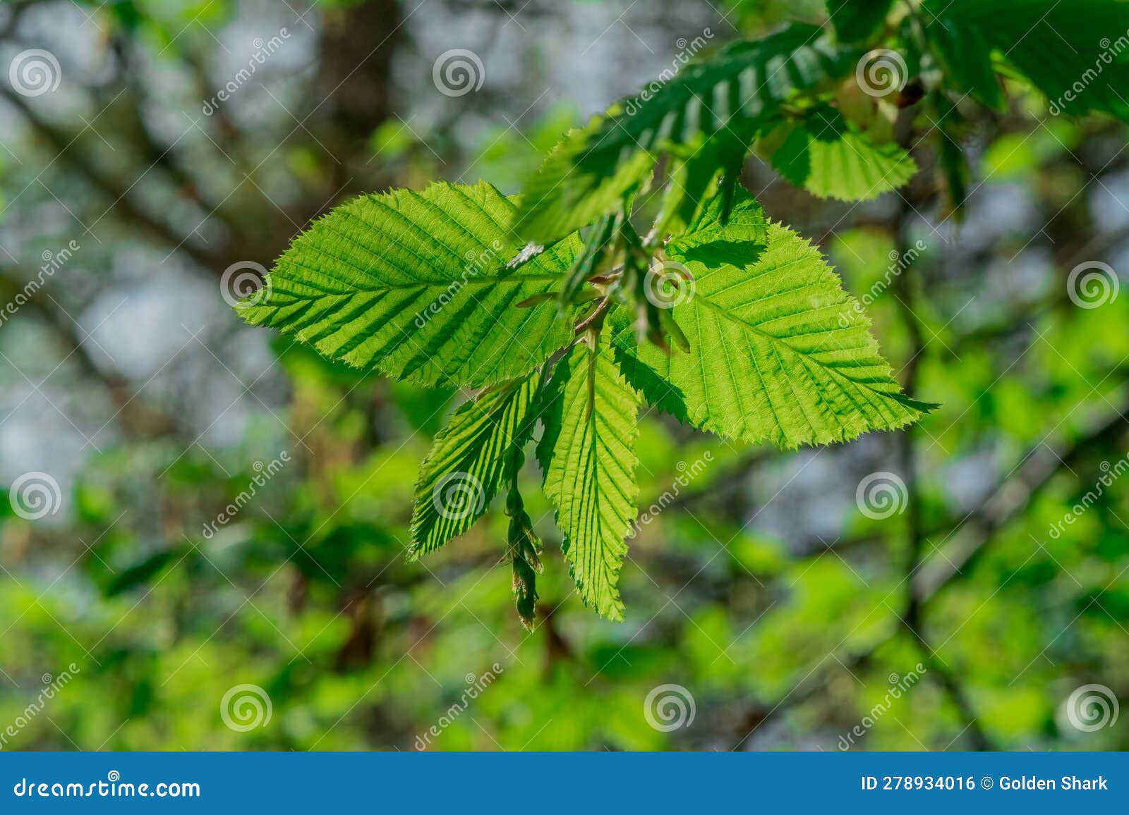 New Leaves on Tree Branch. Close-up Stock Photo - Image of flowers ...