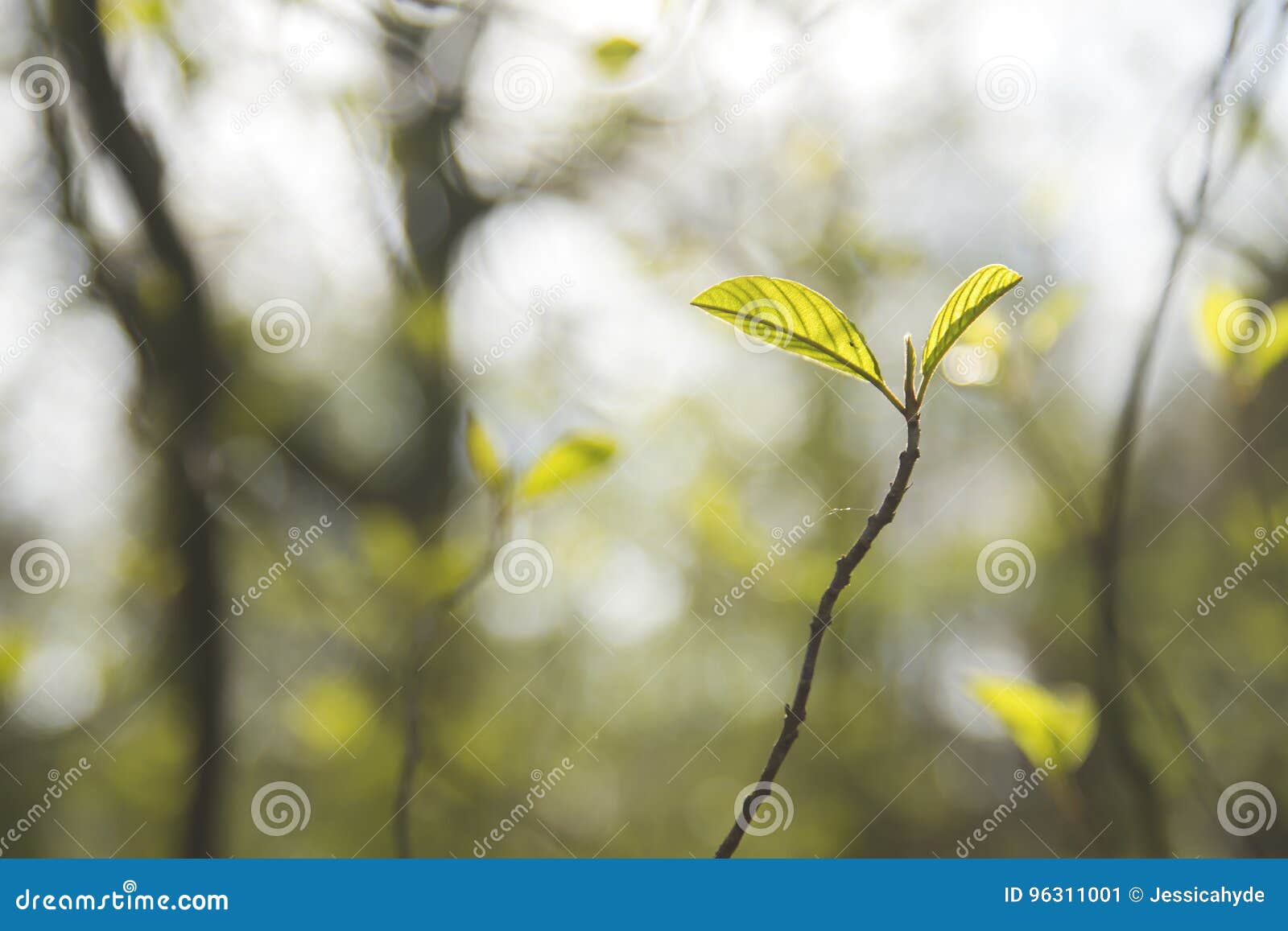 New leaves in a tree stock image. Image of ecology, elegant - 96311001