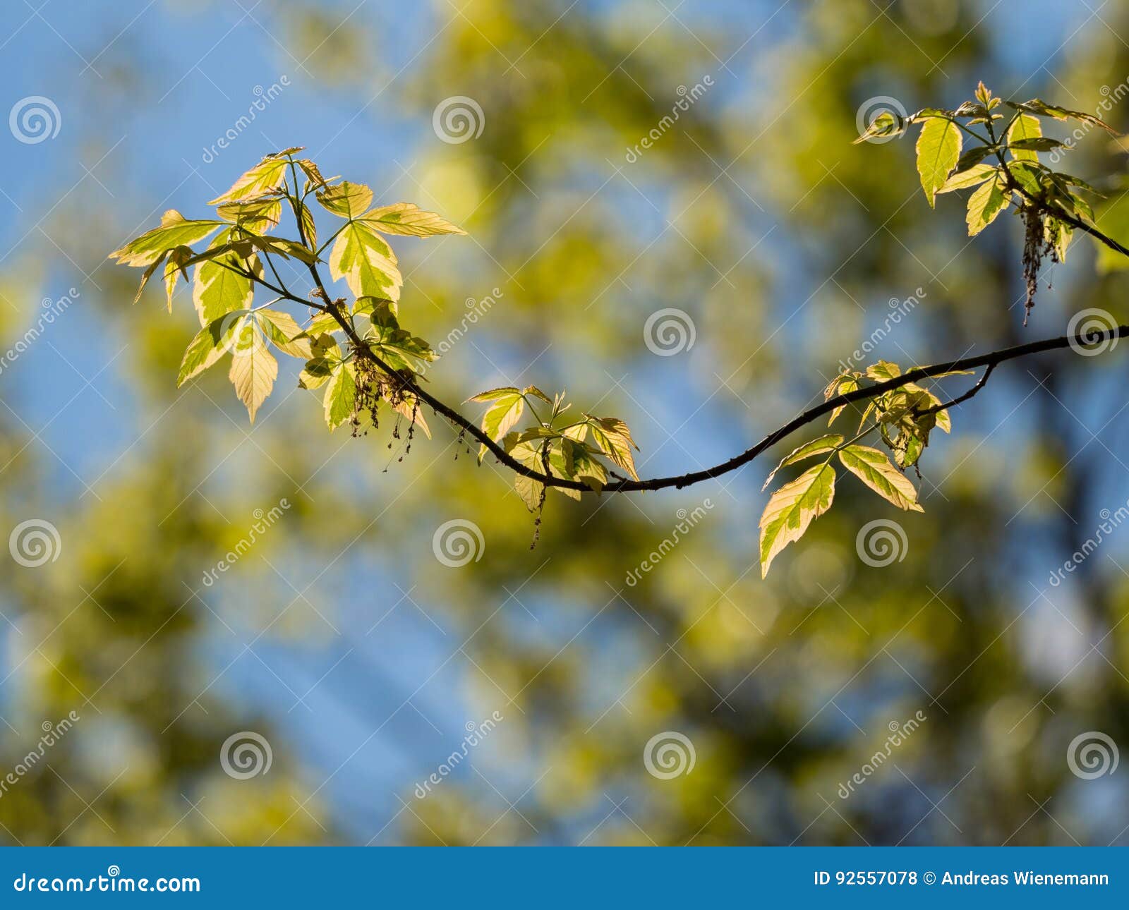 New leaves on a tree stock photo. Image of park, branches - 92557078