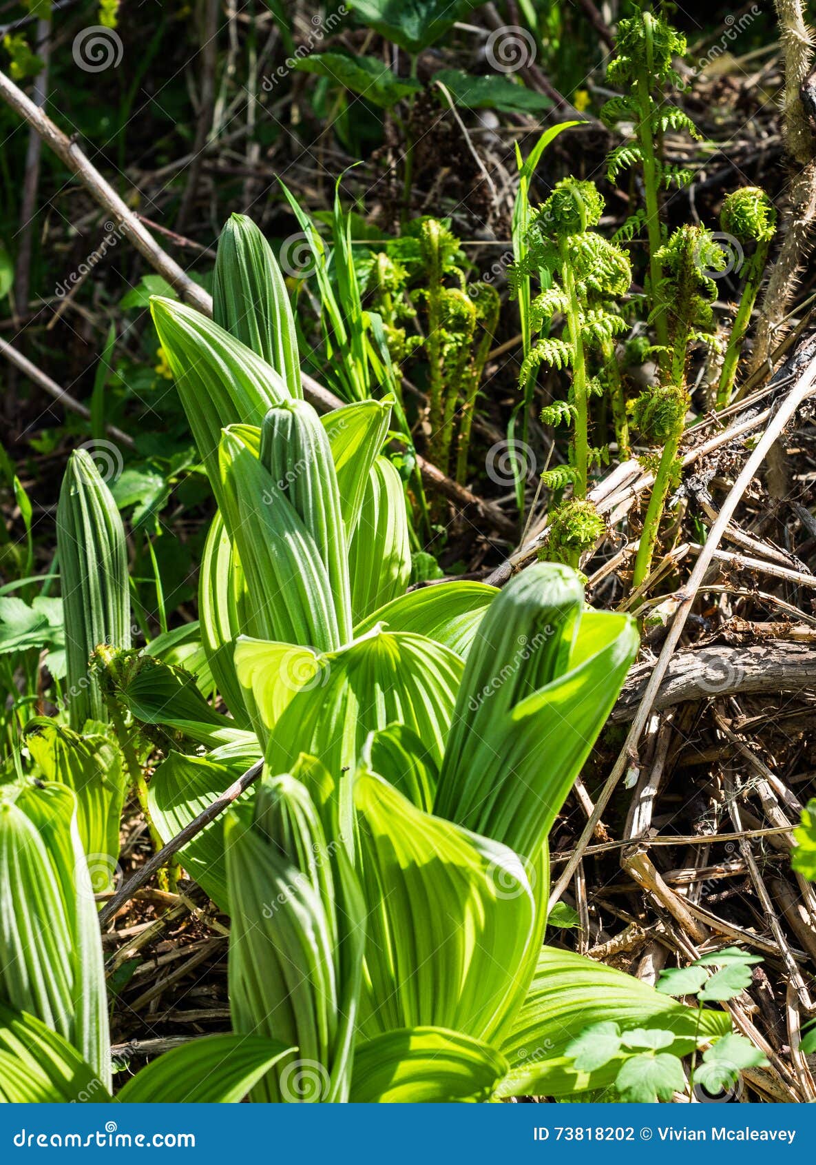 New Leaves Unfurl in a Meadow Stock Photo - Image of mountains, wild ...