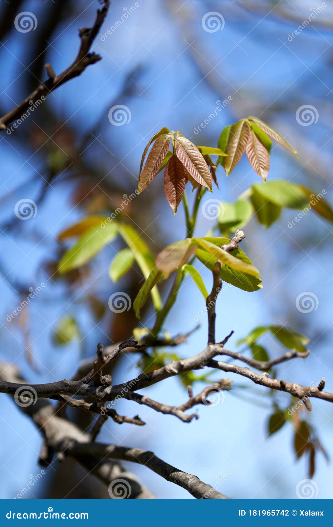 New Leaves in Walnut Tree in the Spring Stock Photo - Image of flora ...