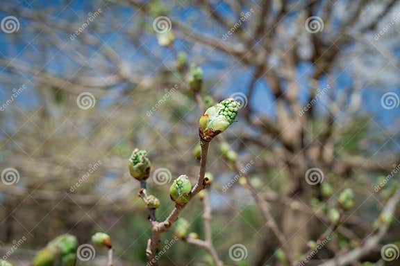 New Leaves on Wayfaring Tree in Early Spring Stock Photo - Image of ...