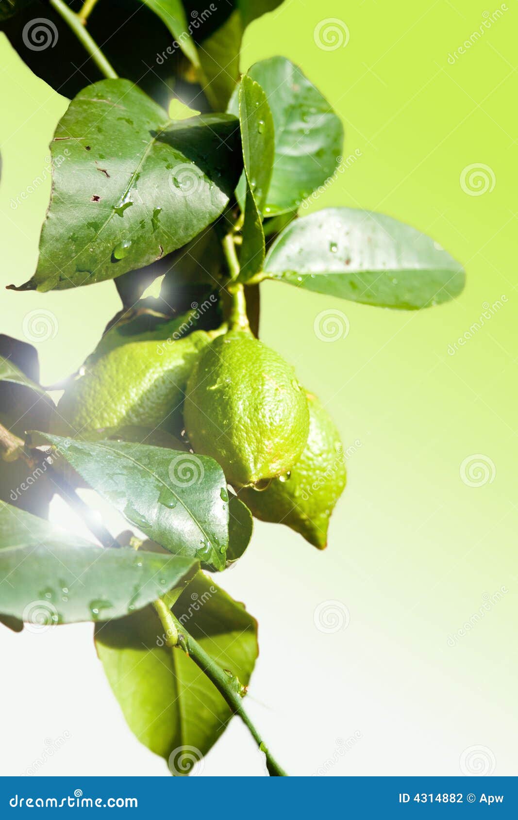 New lemon branch stock photo. Image of young, nature, background - 4314882