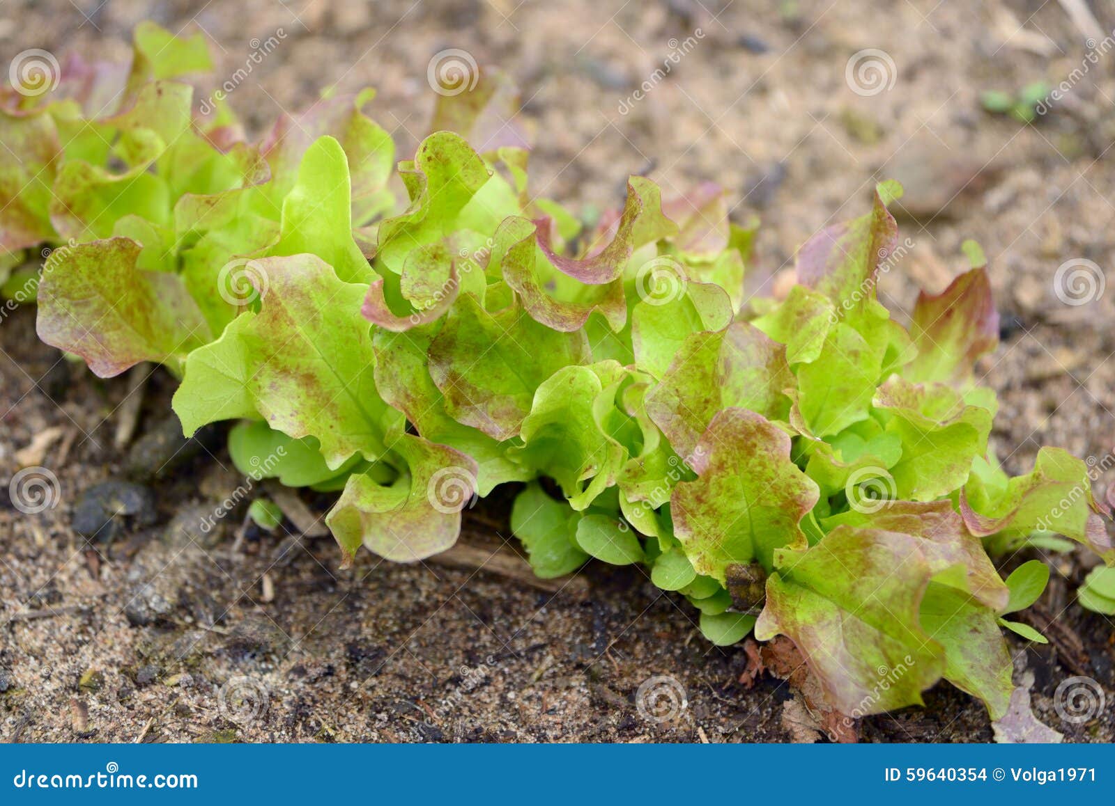 New lettuce stock photo. Image of salad, ground, leaf - 59640354